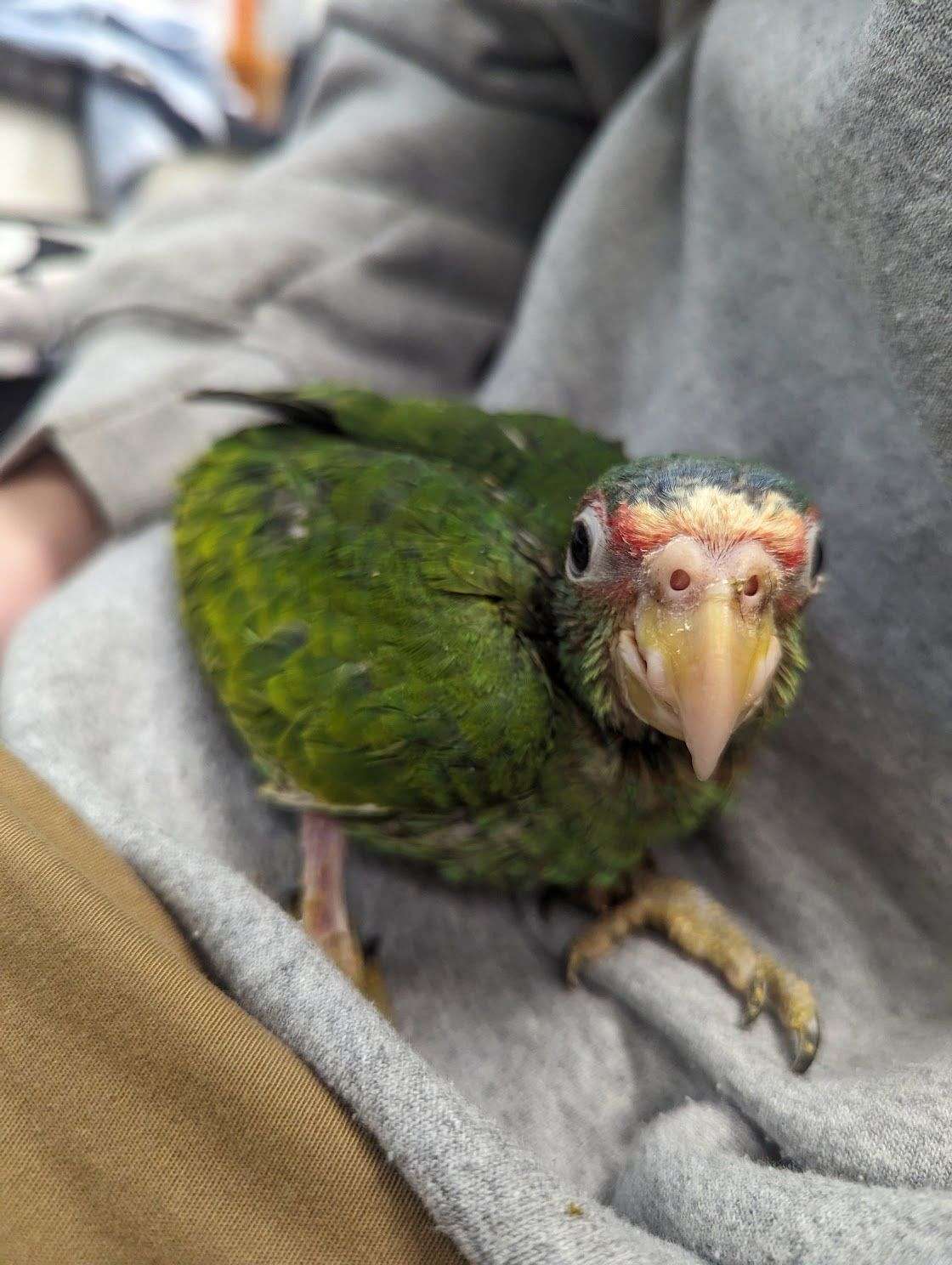 White Fronted Amazon