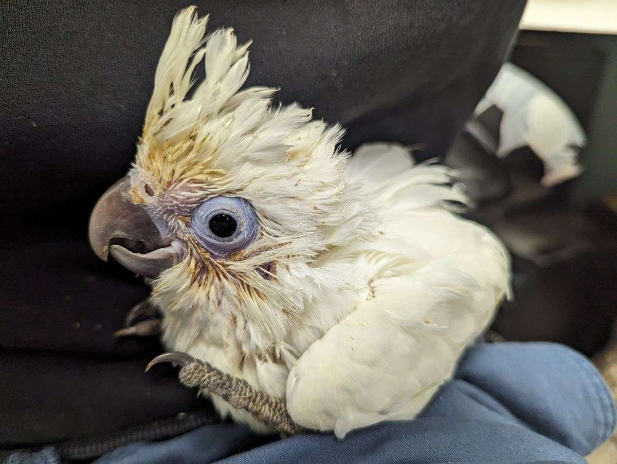 Goffin Hybrid Cockatoo