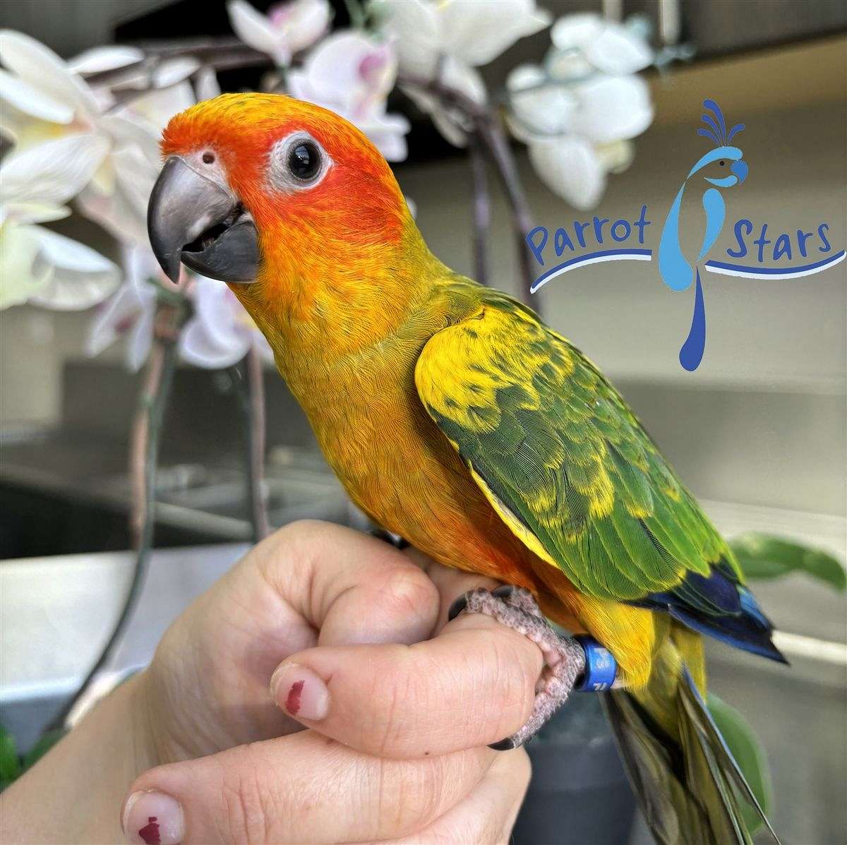 Baby Sun Conure Available at Parrot Stars!