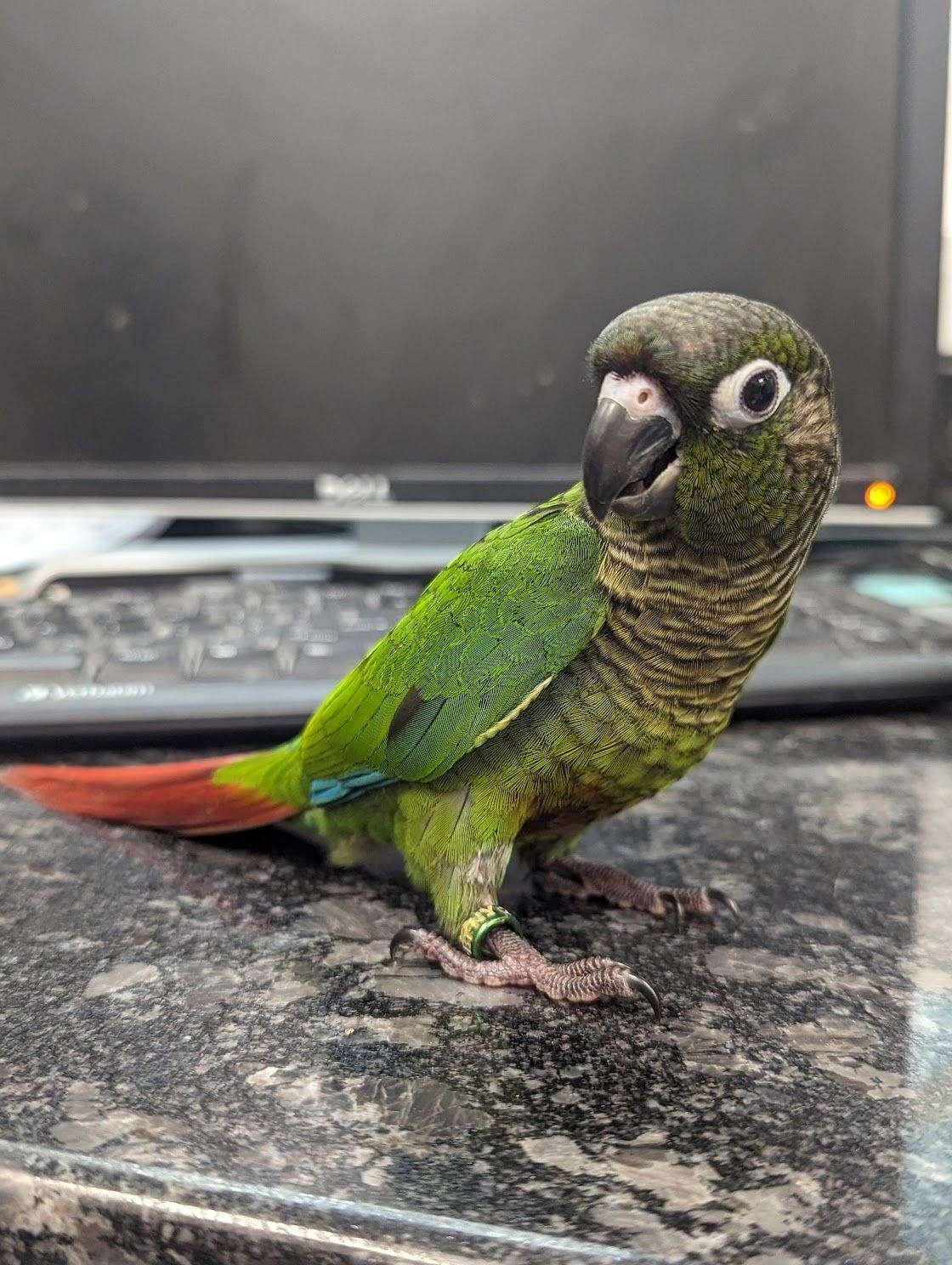 Green Cheek Conure