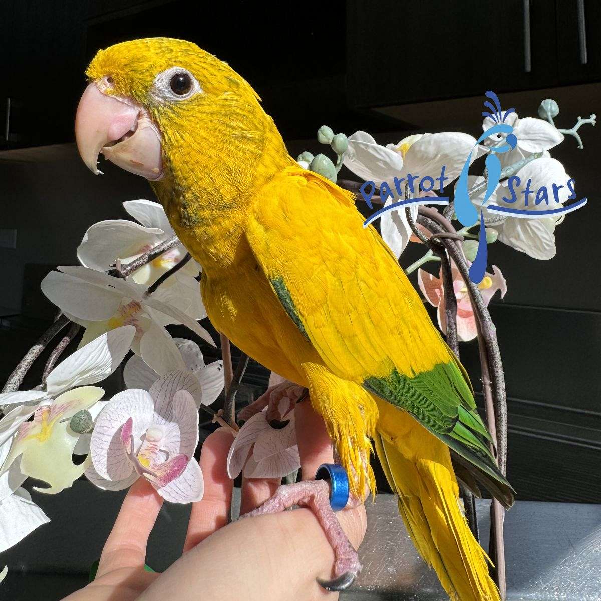 Baby Golden Conure Available at Parrot Stars!