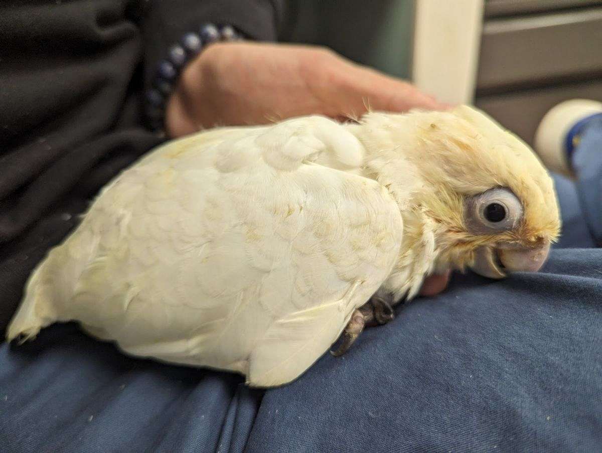 Goffin Hybrid Cockatoo