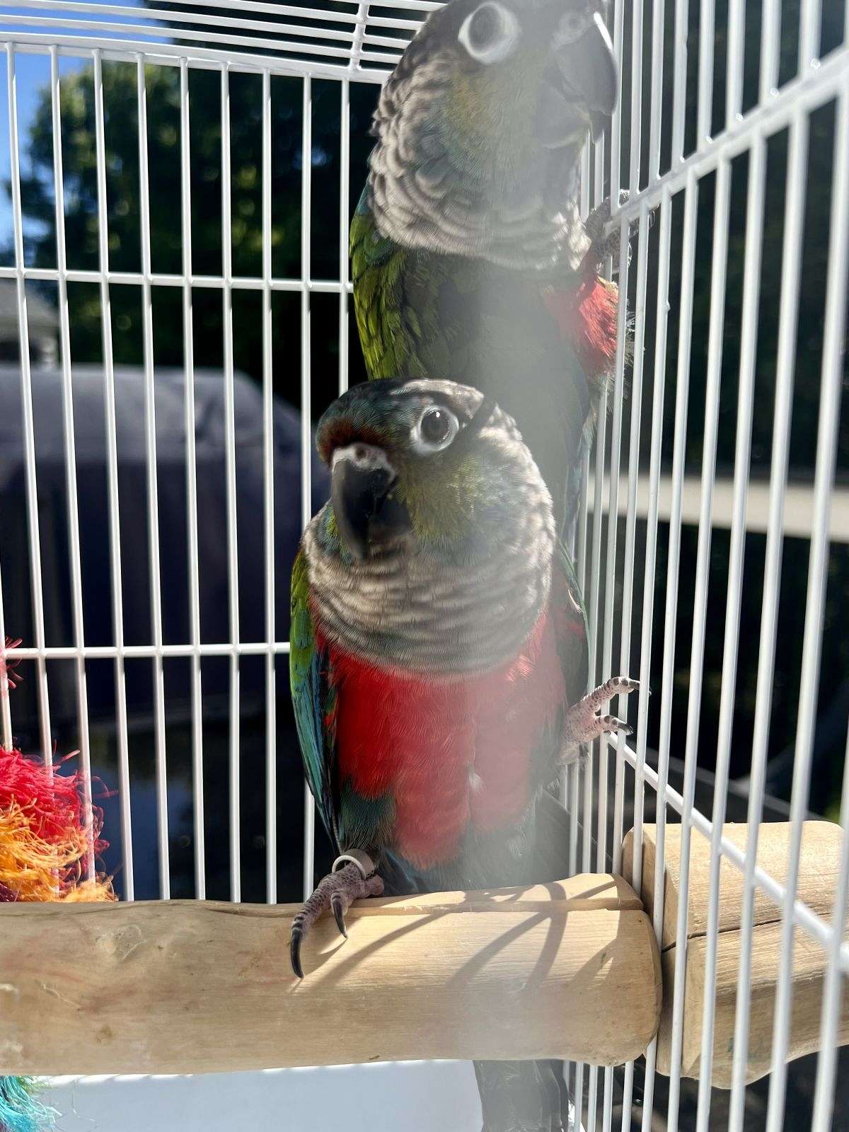 Crimson bellied conure breeding pair