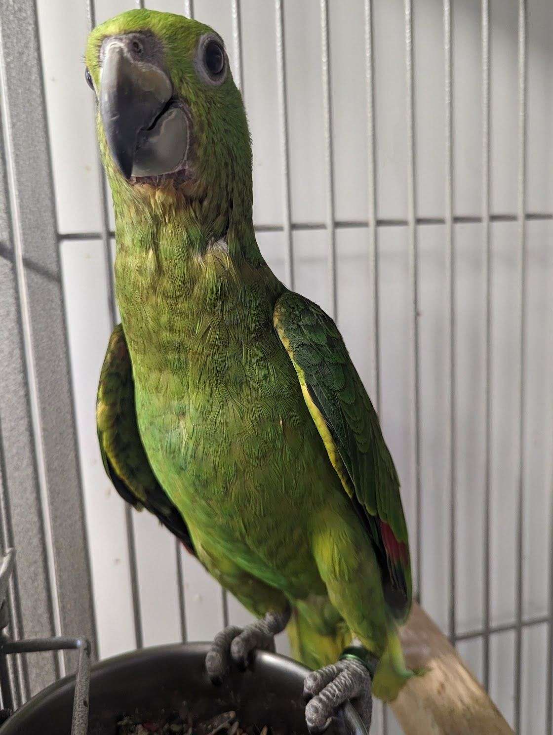 Yellow Nape Amazon