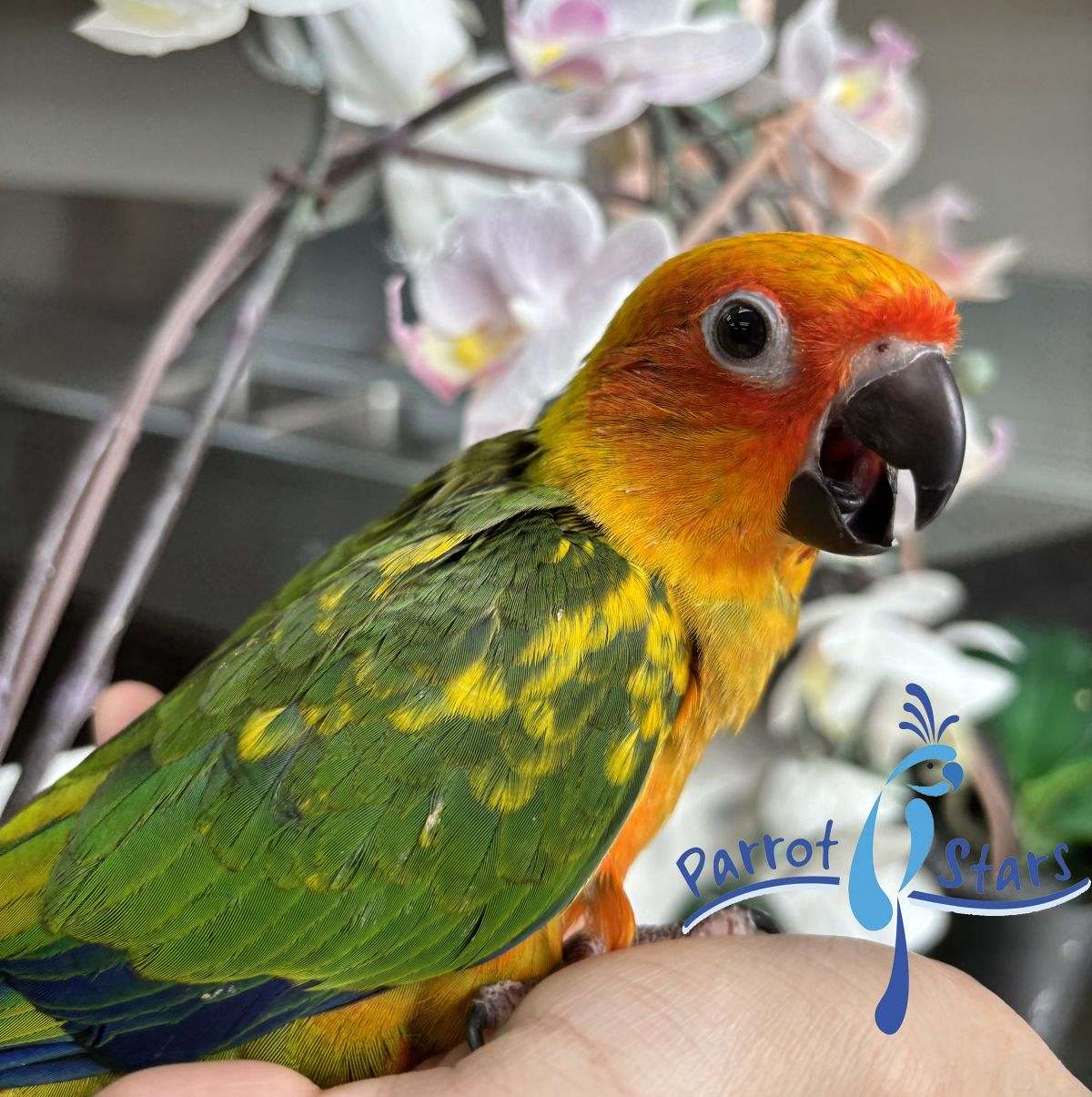 Baby Sun Conure Available at Parrot Stars!