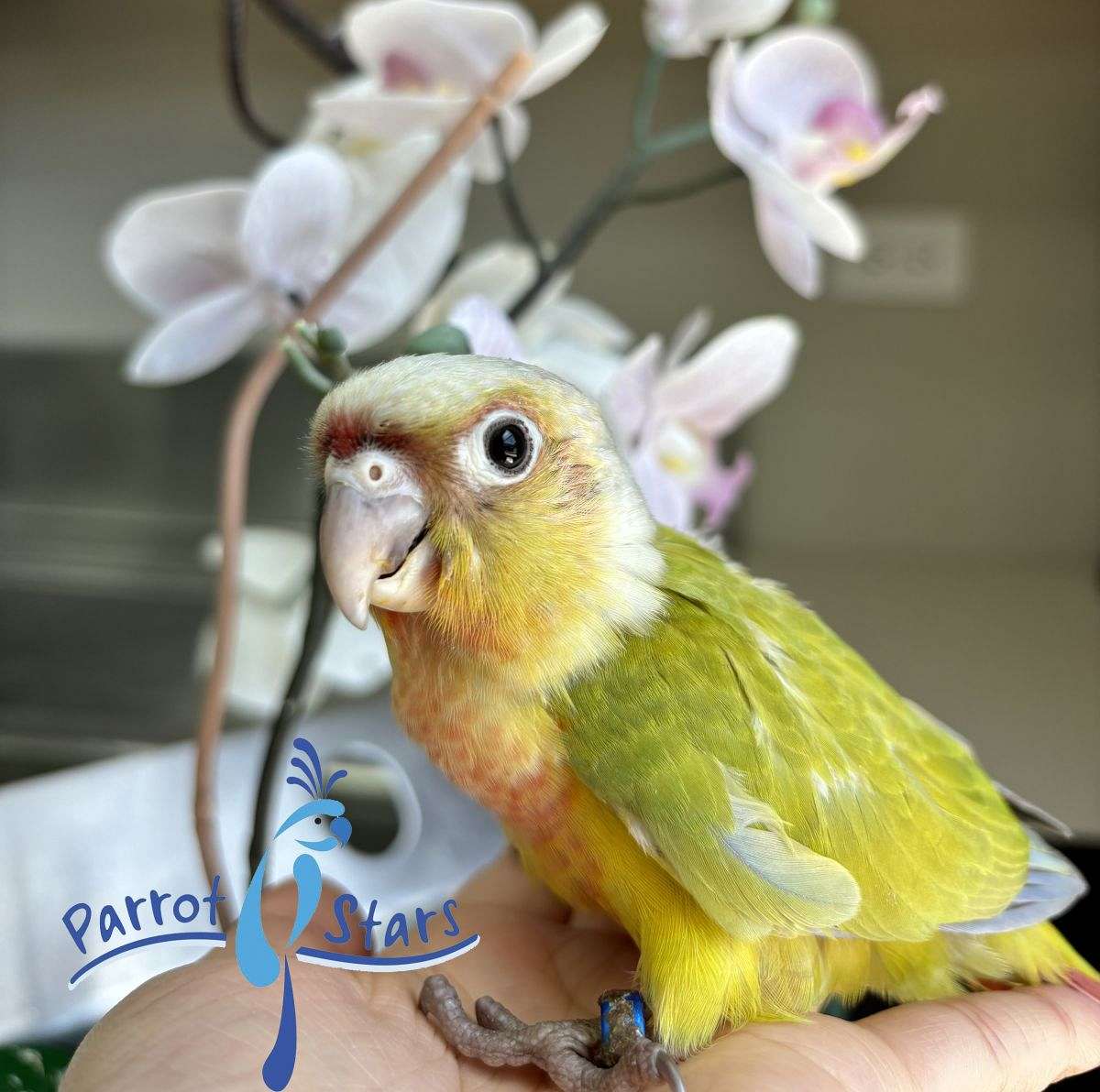 Baby Dilute Green Cheek Conure Available at Parrot Stars!
