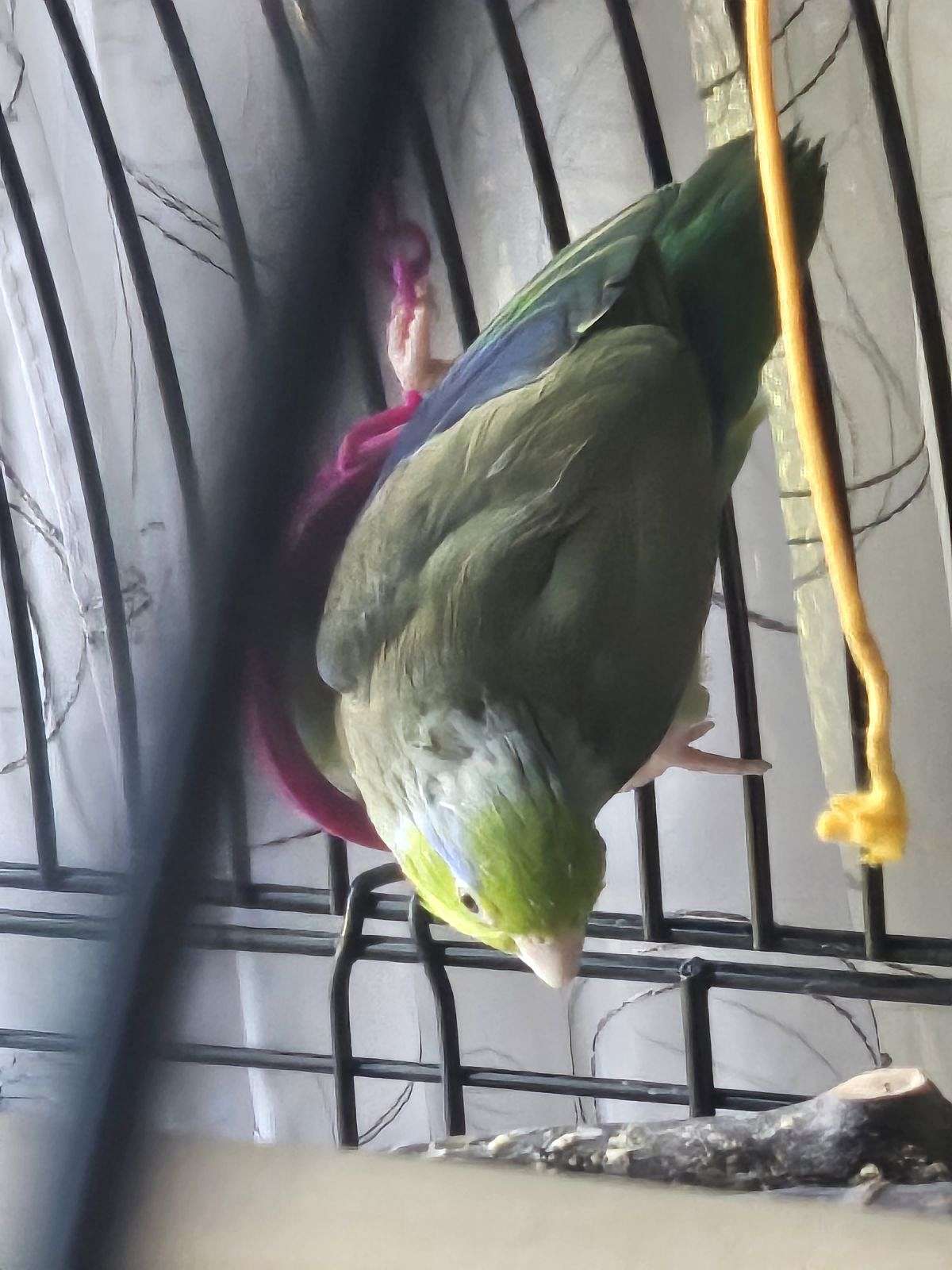 Parrotlet Male