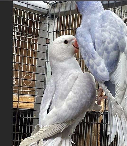 Violet Harlequin Lacewing Indian Ringneck Parrot