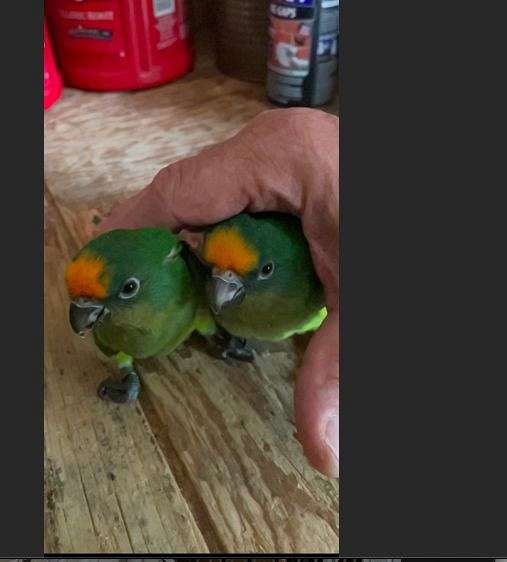 Peach Fronted Conure