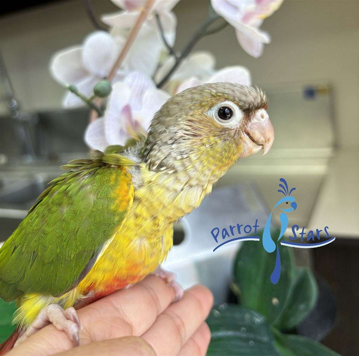 Baby Pineapple Green Cheek Conure Available at Parrot Stars!