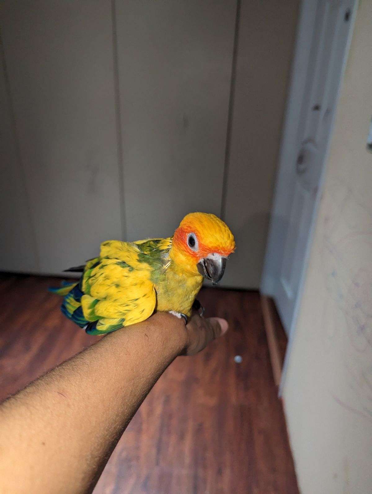 Beautiful Sun Conure