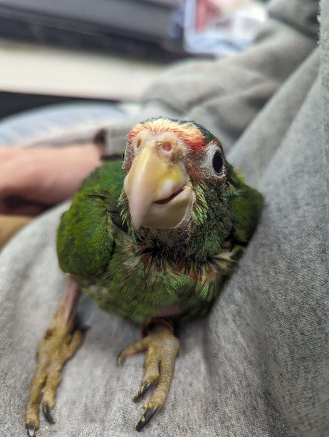 White Fronted Amazon
