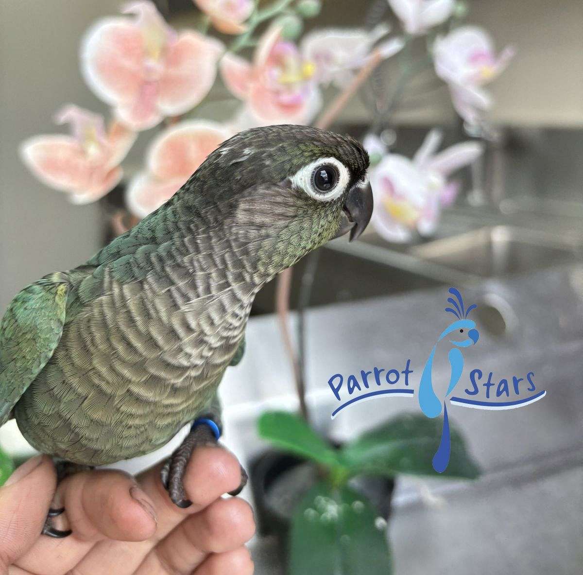 Baby Turquoise Green Cheek Conure Available at Parrot Stars!