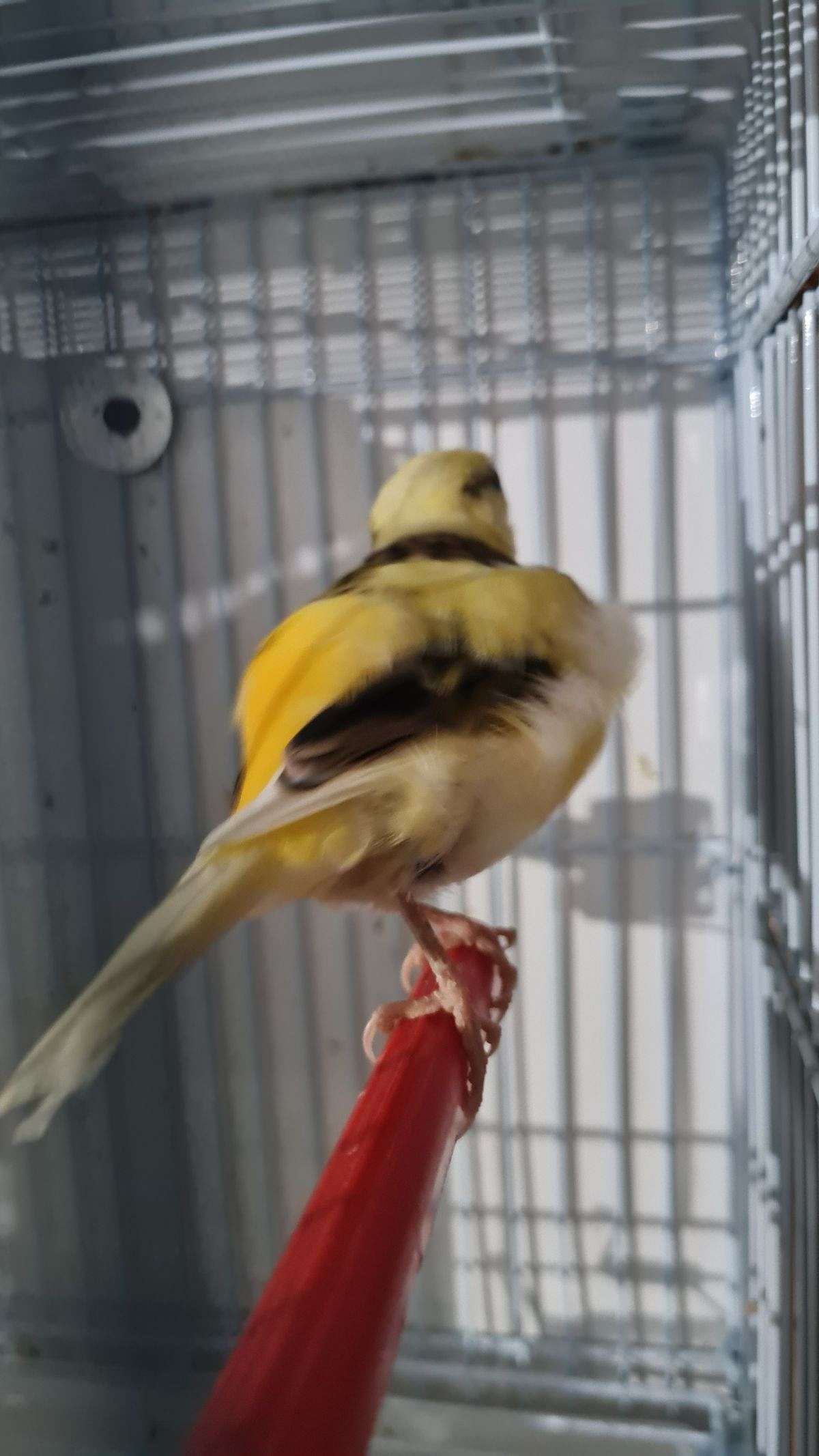 Yellow Agate Canary