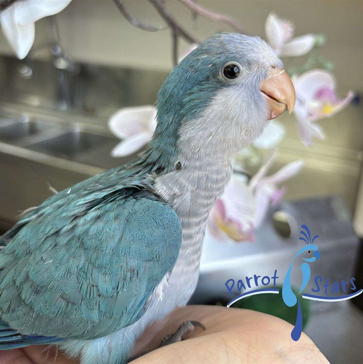 Baby Blue Quaker Parrot Available at Parrot Stars!