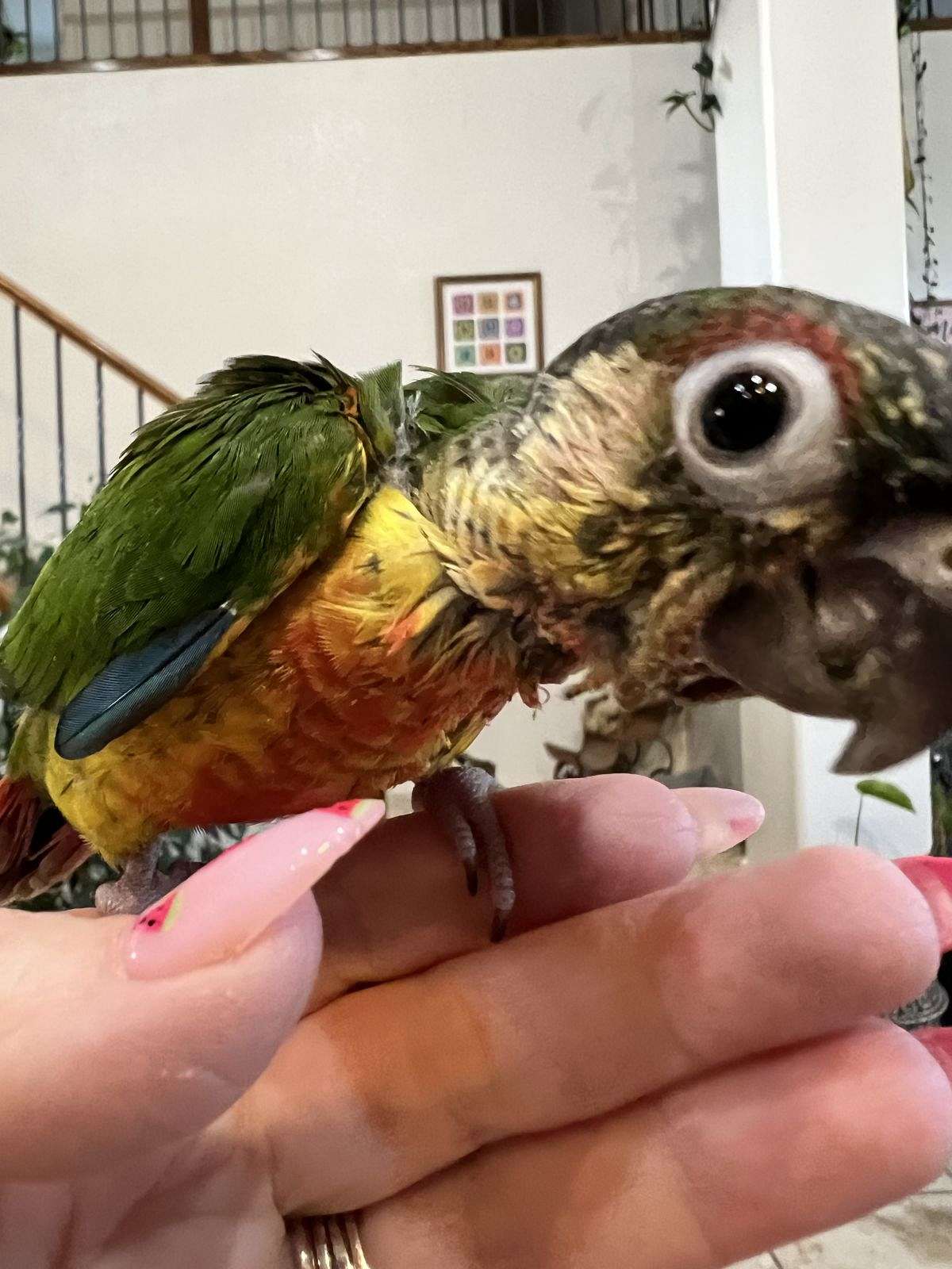 High red yellow sided/split dilute GCC