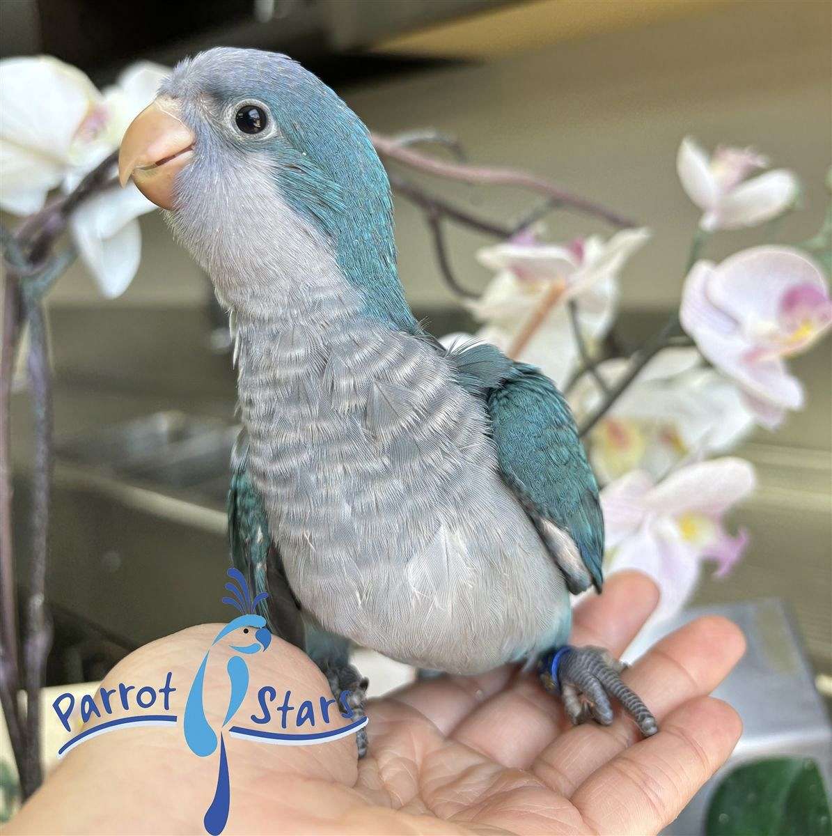 Baby Blue Quaker Parrot Available at Parrot Stars!