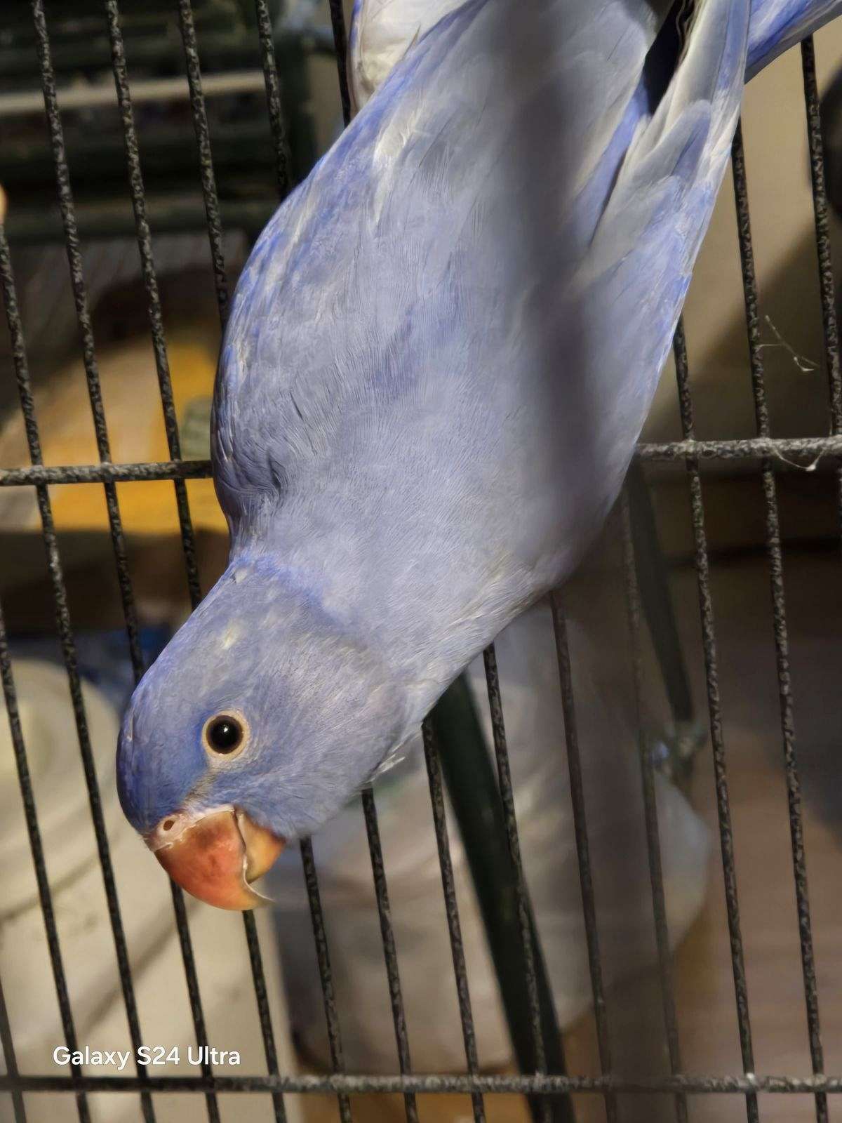Sweet Quaker and Indian Ringneck