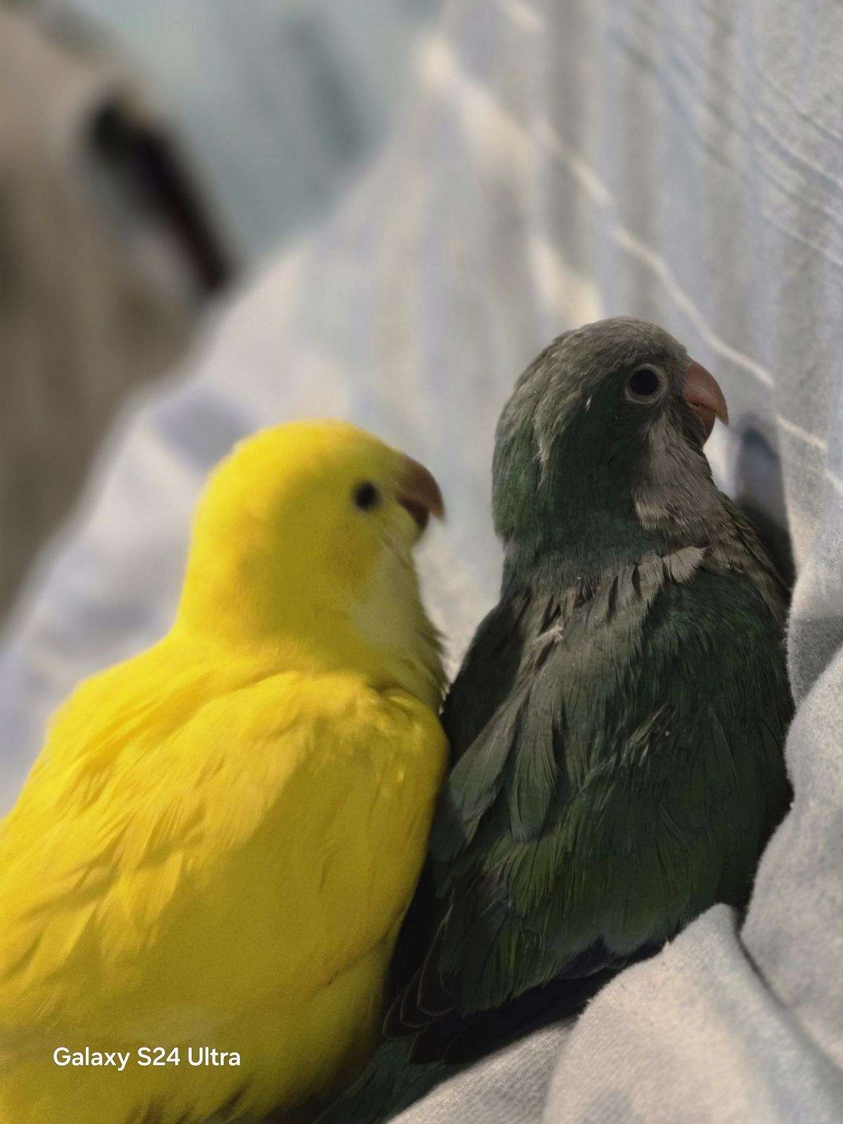 Sweet Quaker and Indian Ringneck