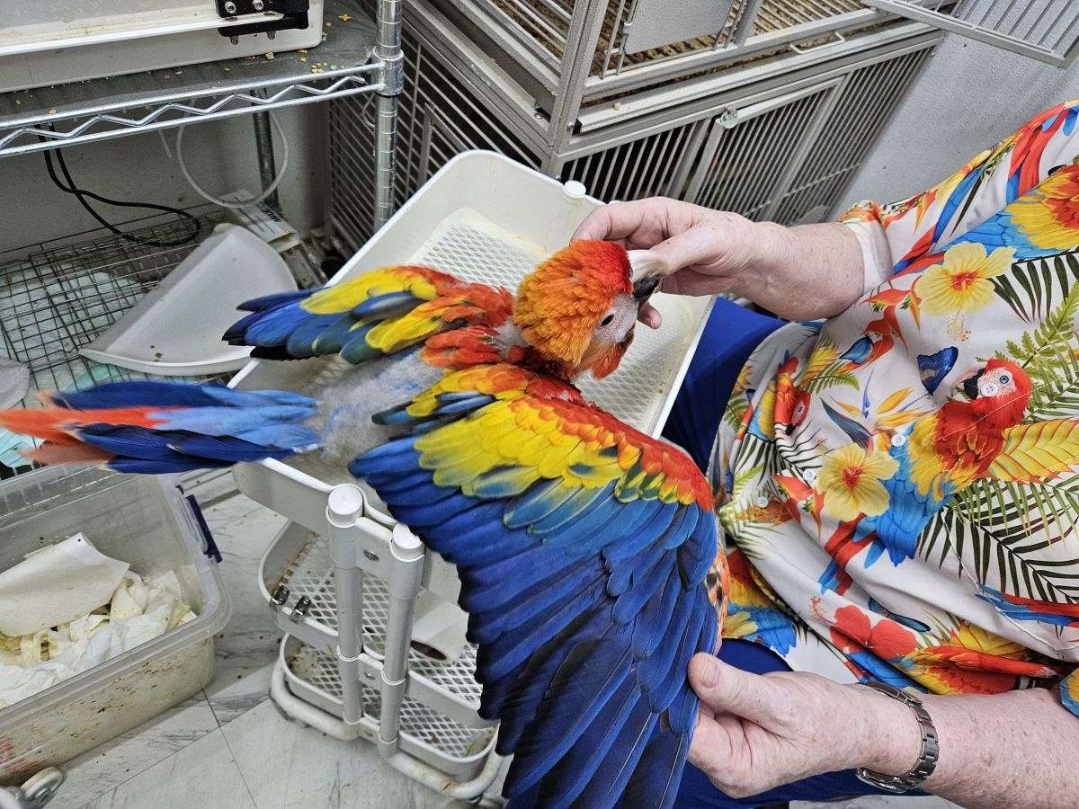 Giant South American Scarlet Macaw Babies