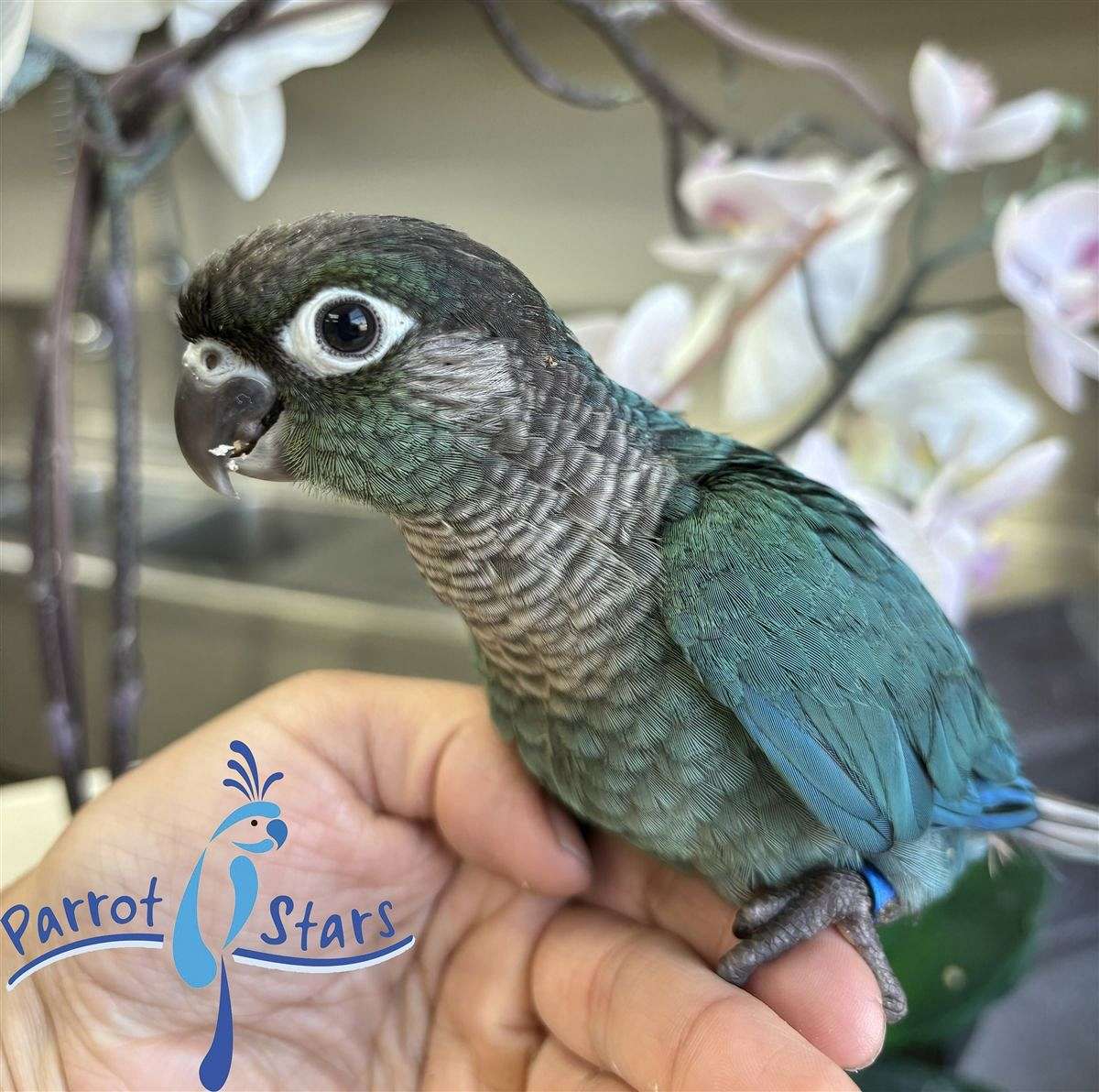 Baby Turquoise Green Cheek Conure Available at Parrot Stars!
