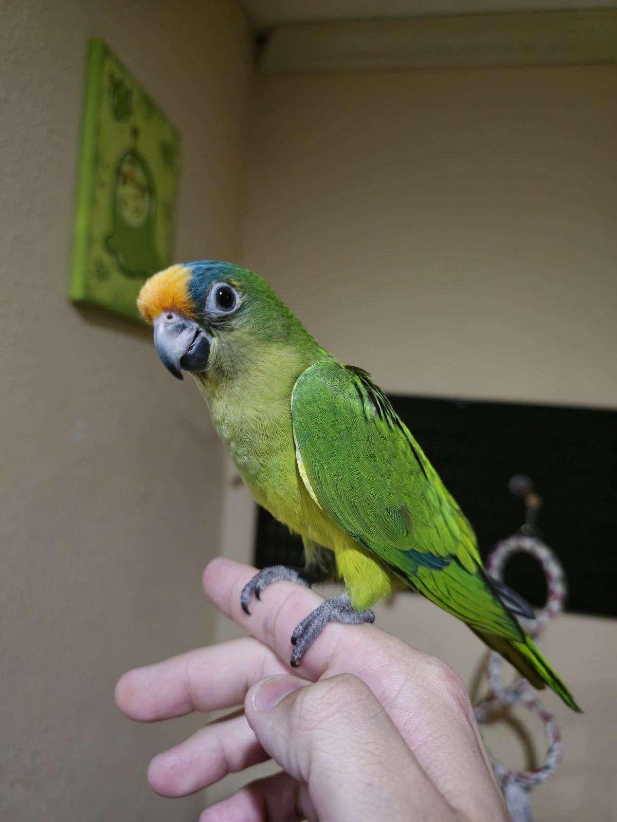 Hand fed Maroon Bellied Conure