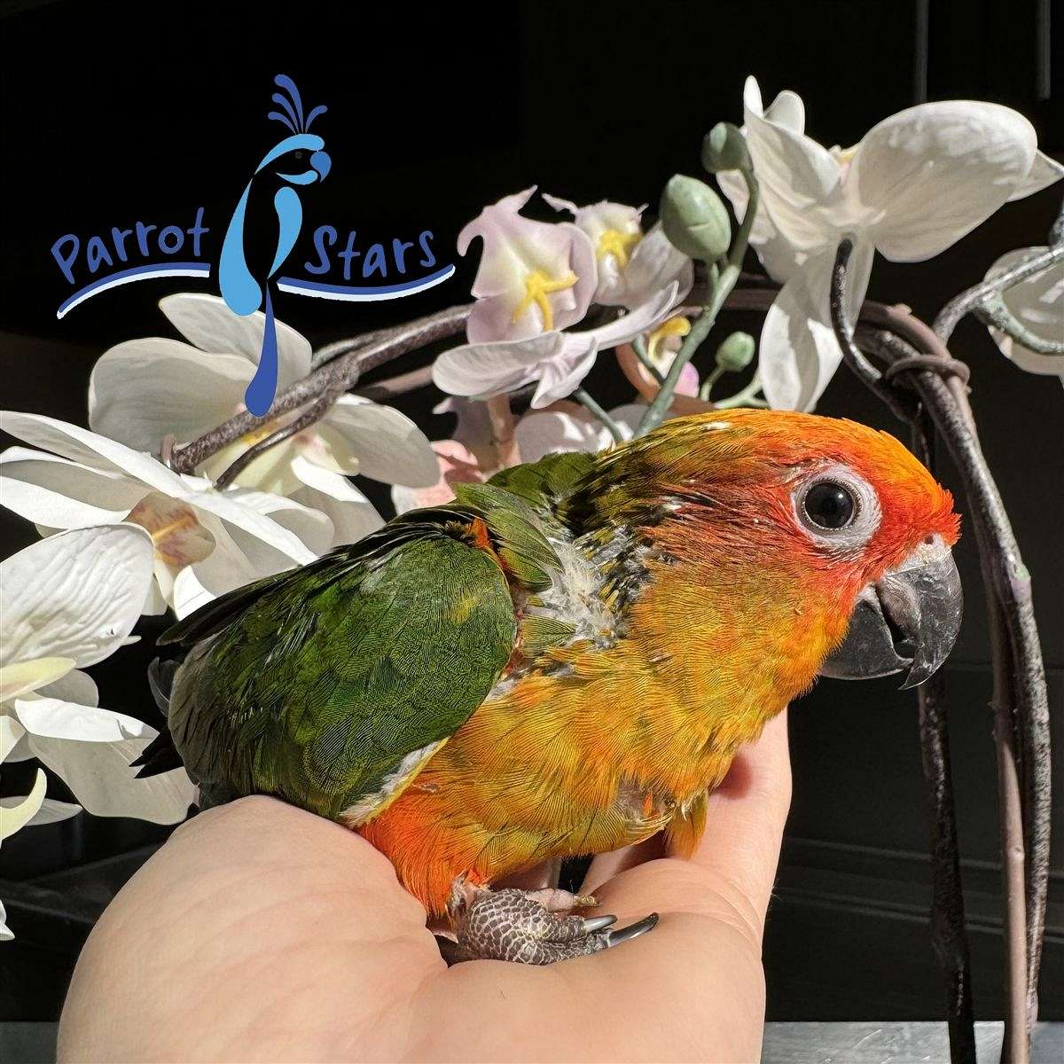 Baby Sun Conure Available at Parrot Stars!