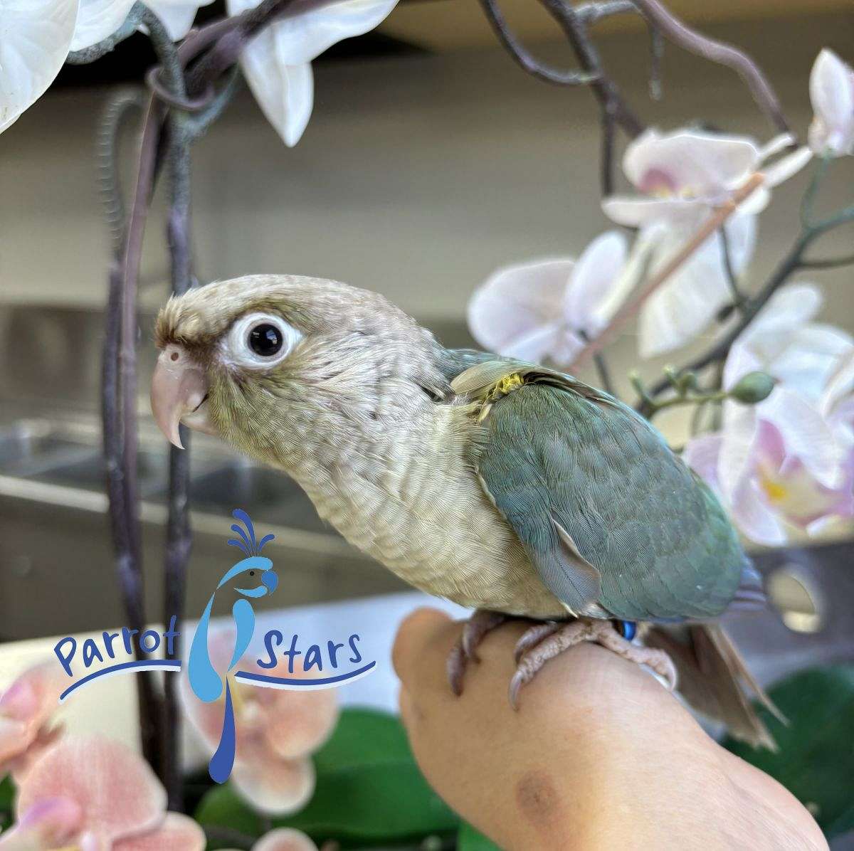 Baby Turquoise Cinnamon Green Cheek Conure Available at Parrot Stars!