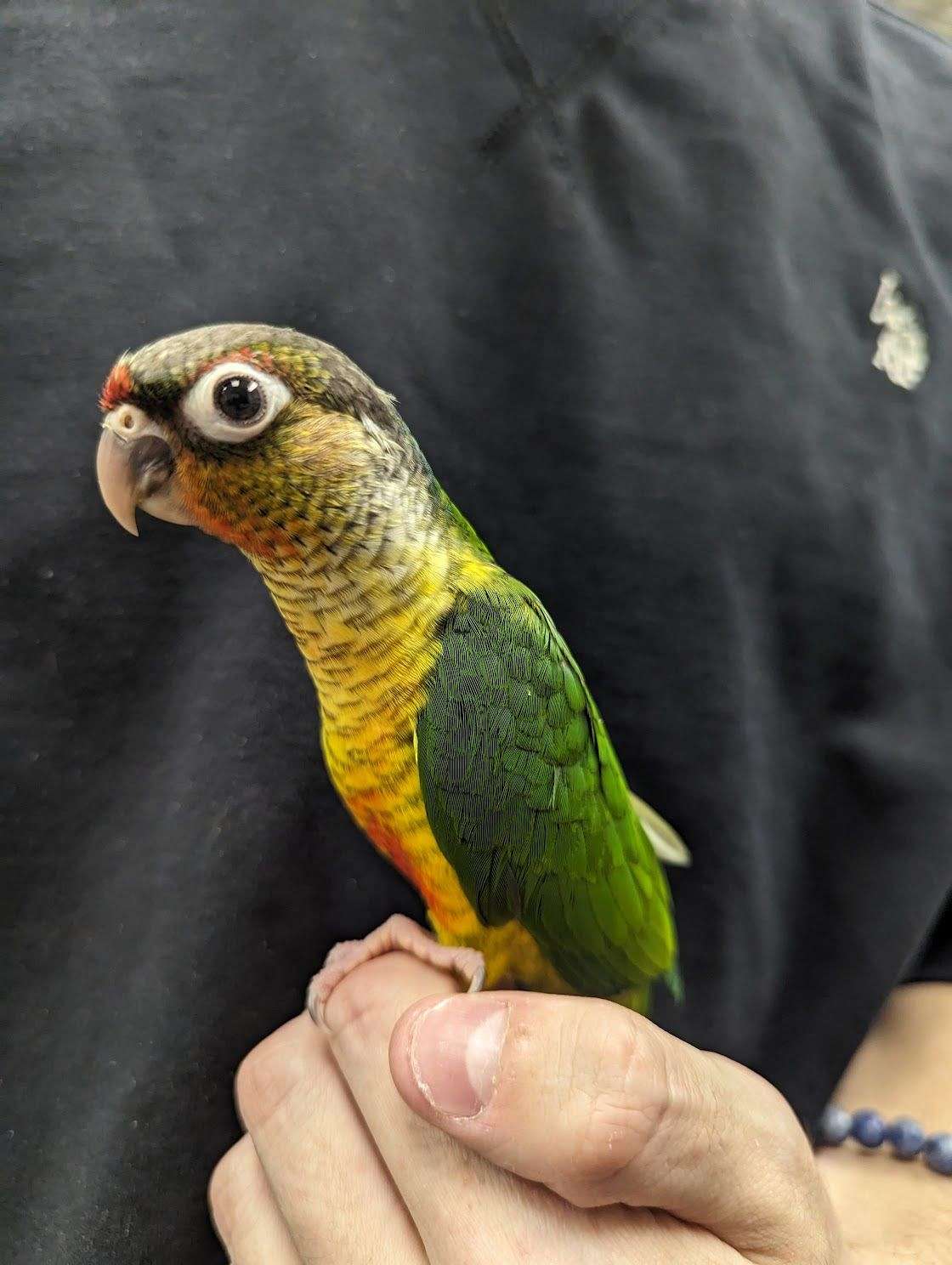 Green Cheek Conure