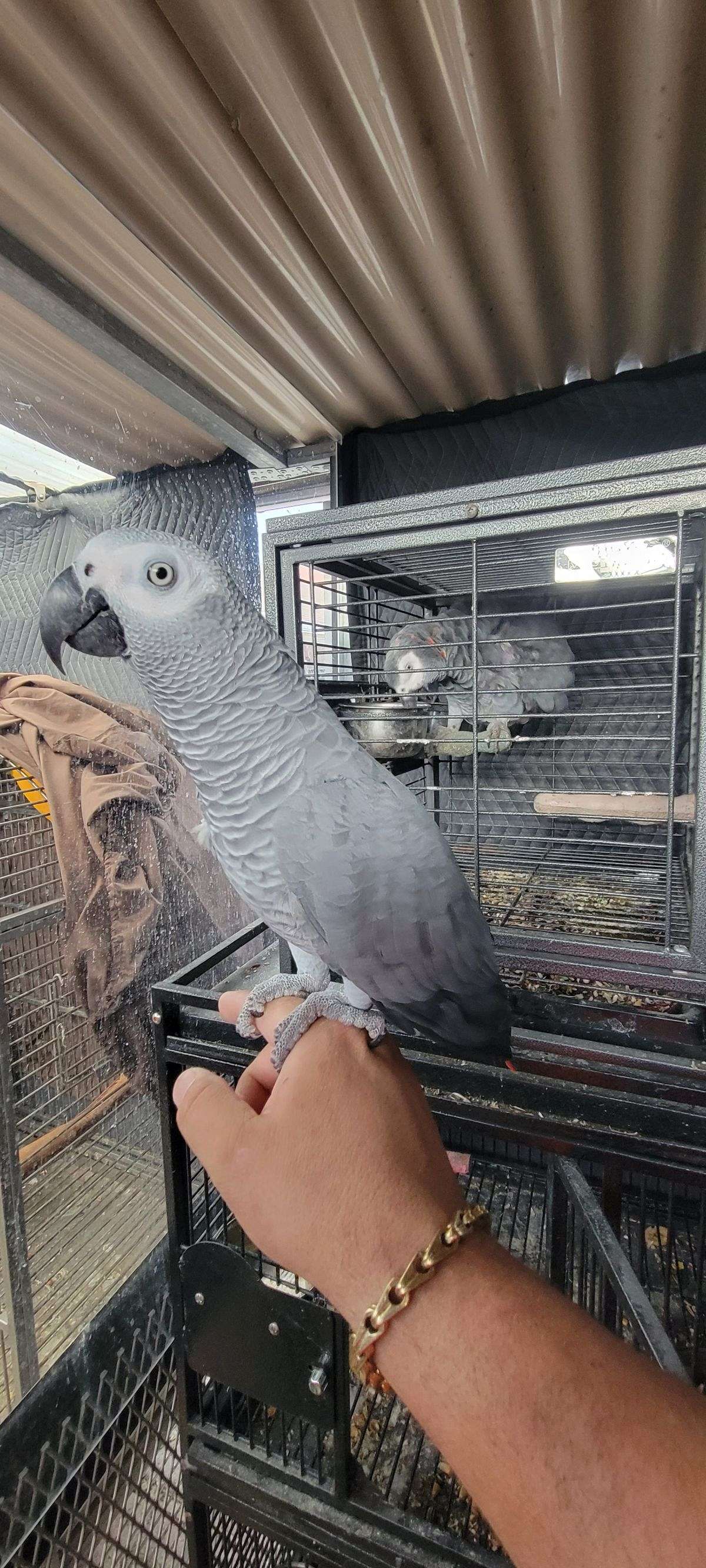 African grey