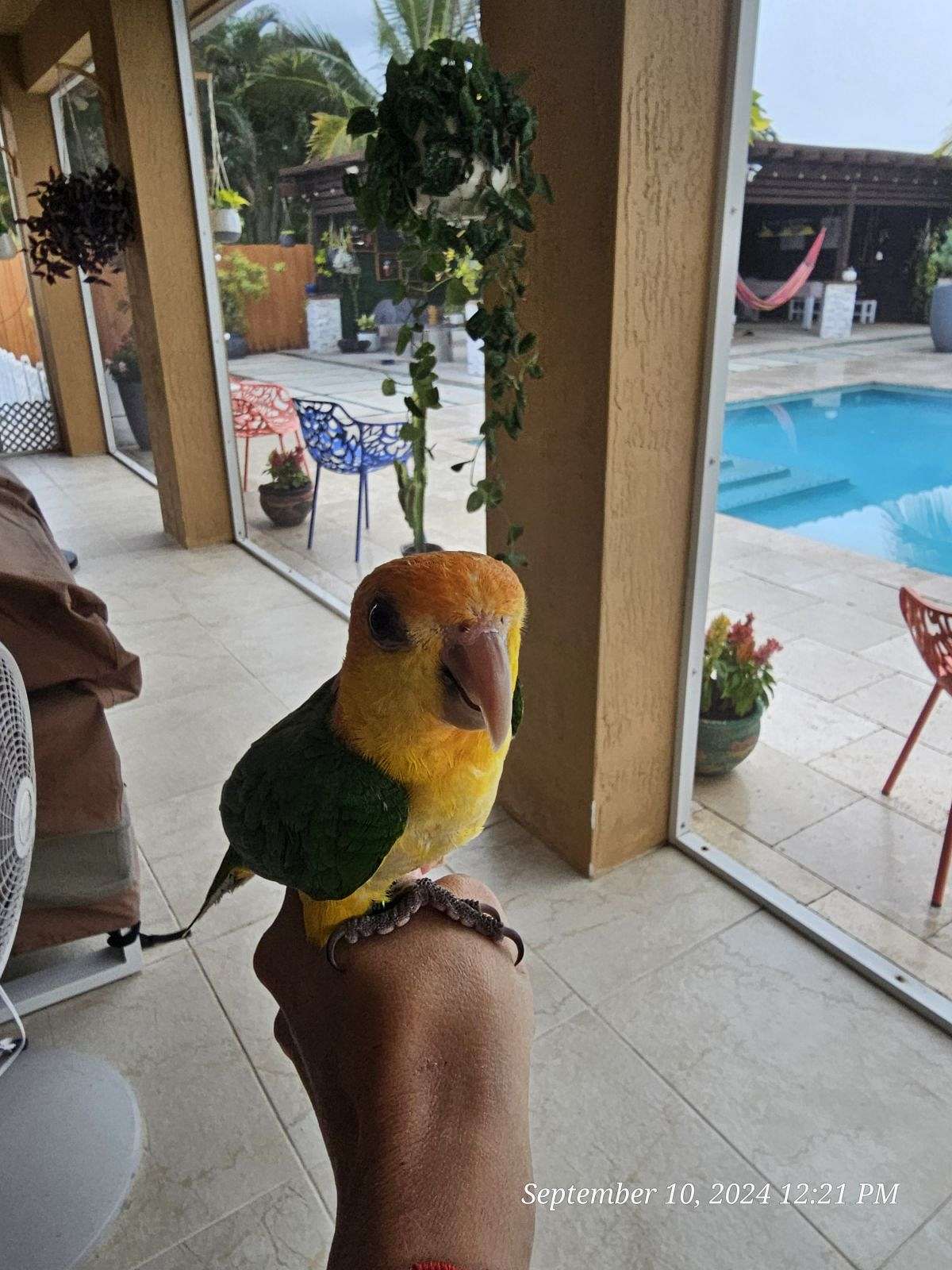 White-bellied caique