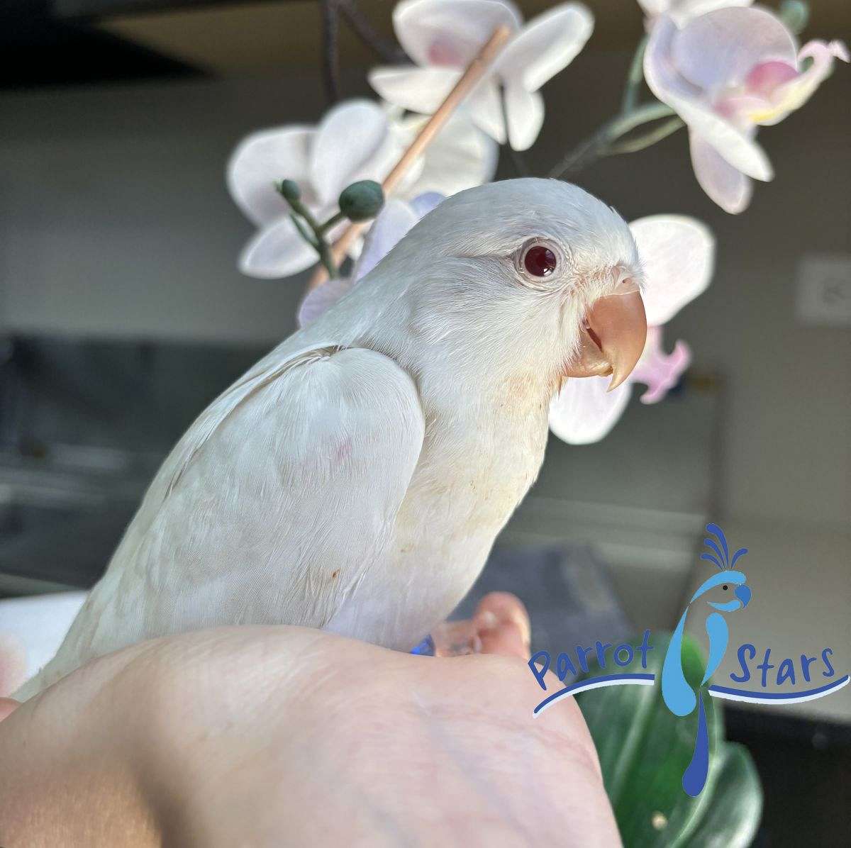 Baby Albino Quaker Parrot Available at Parrot Stars!