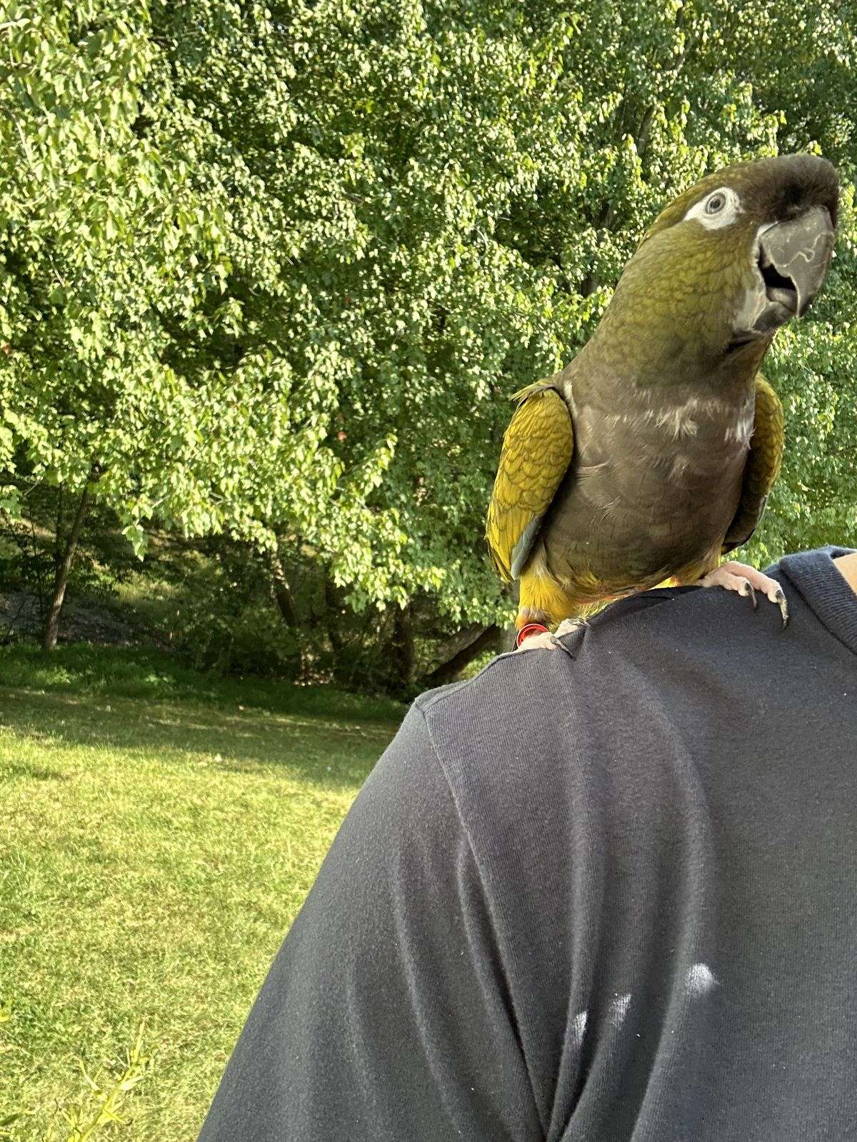Rare Beautiful sweet male Patagonian conure