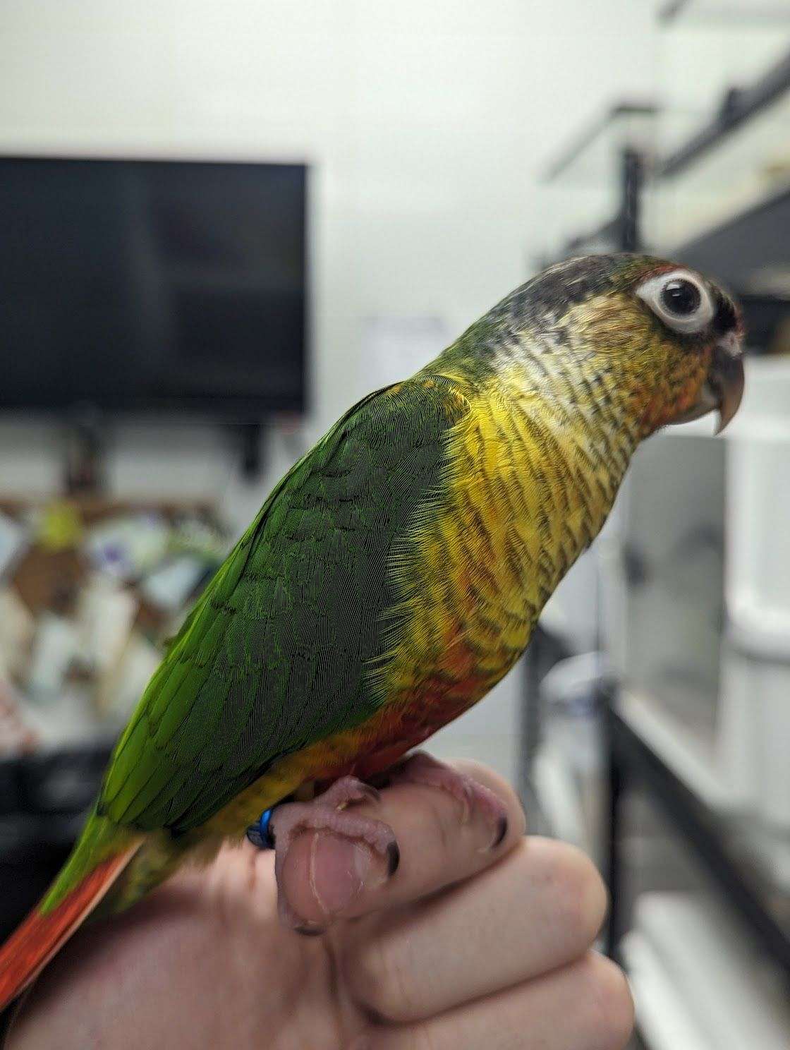 Green Cheek Conure