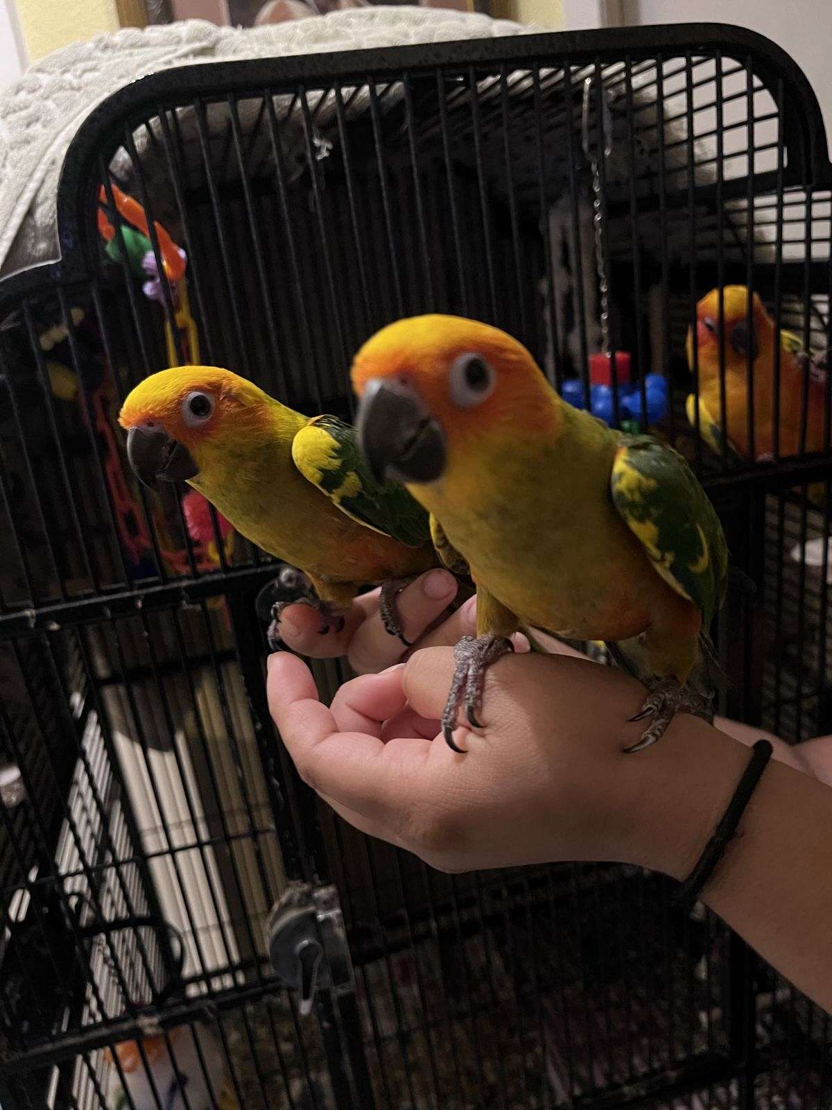Sun Conure Babies