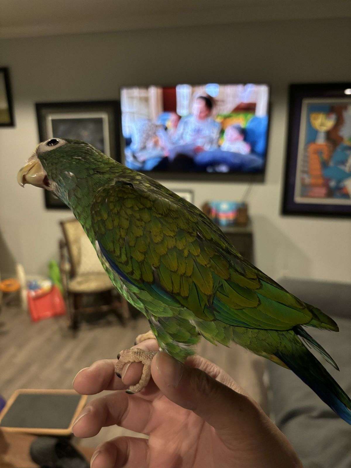 White Cap Pionus Baby