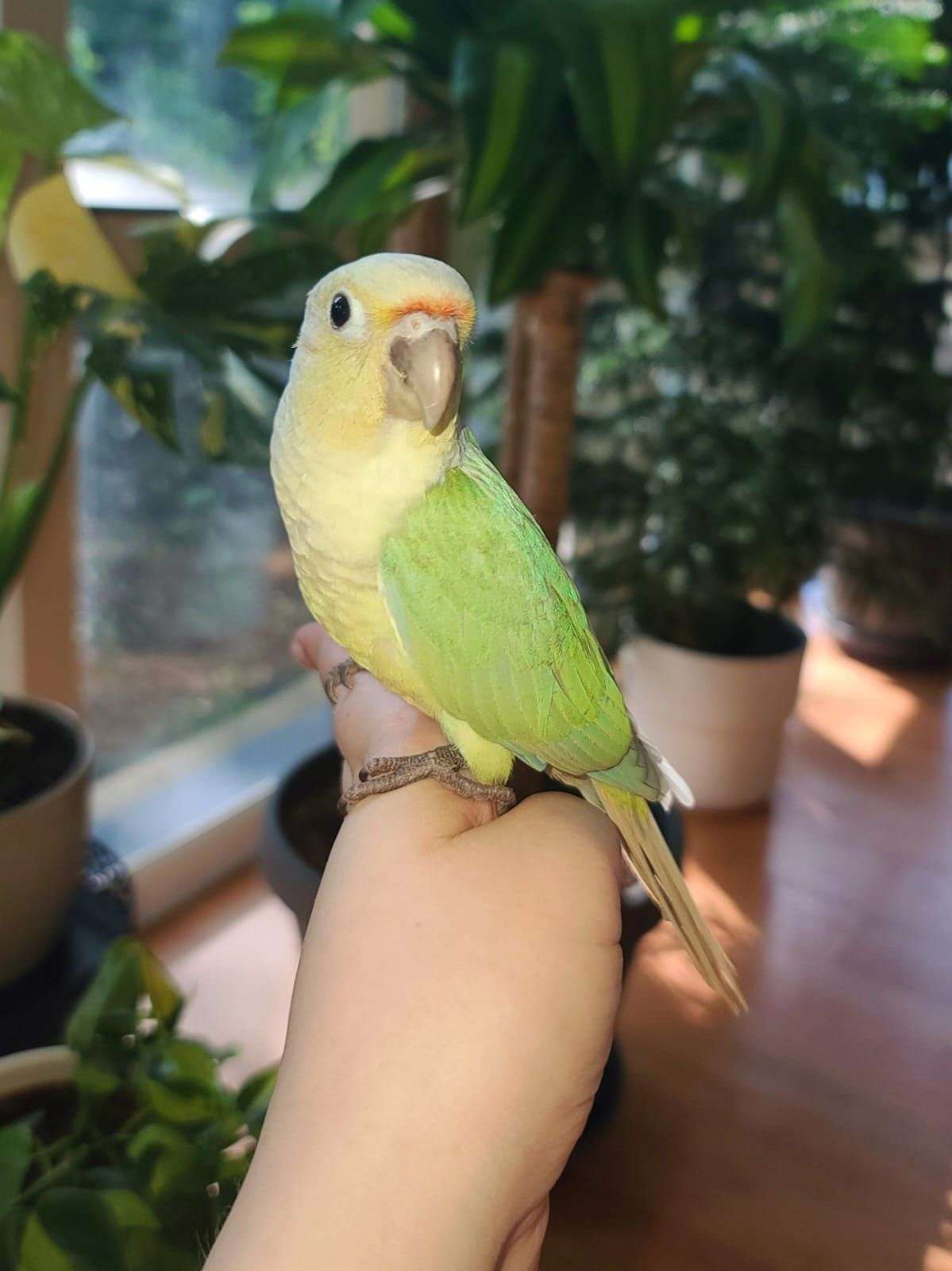 Handfed Male Mint Conure