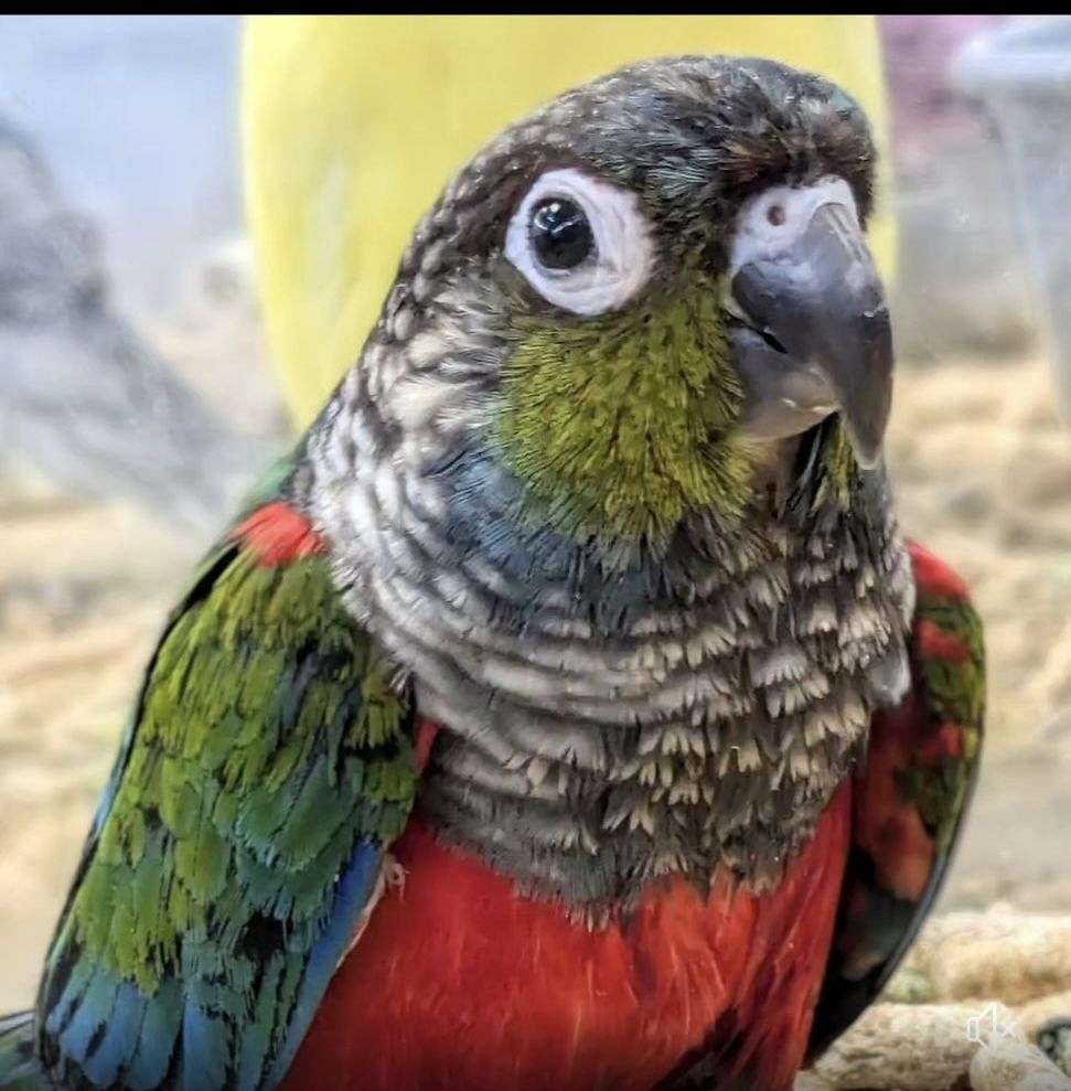 Crimson Bellied Conures
