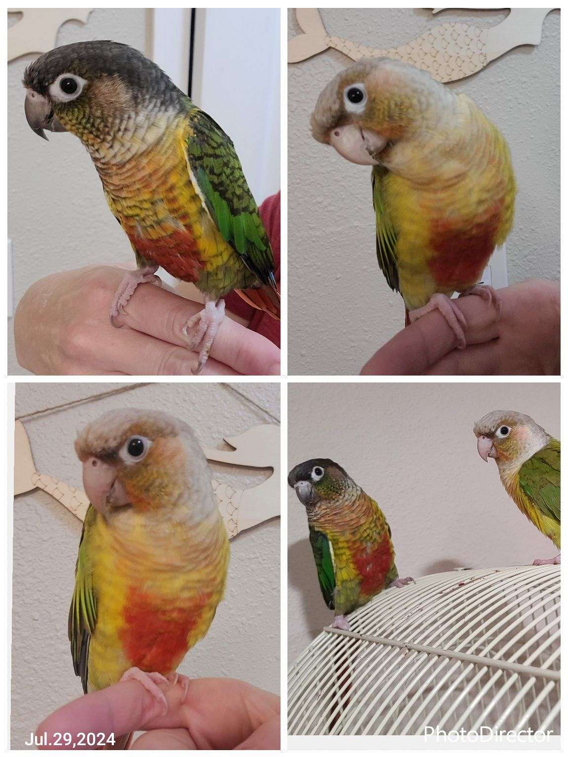 Recently Bonded Pair of Conures