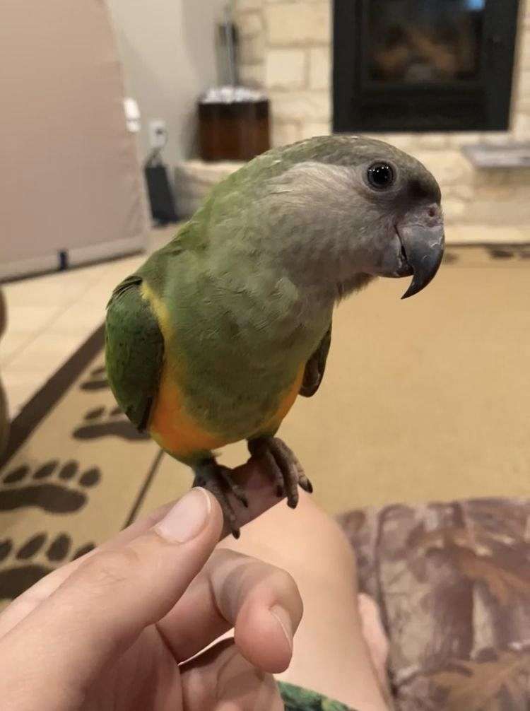 Looking to rehome my sweet, hand-fed Senegal parrot