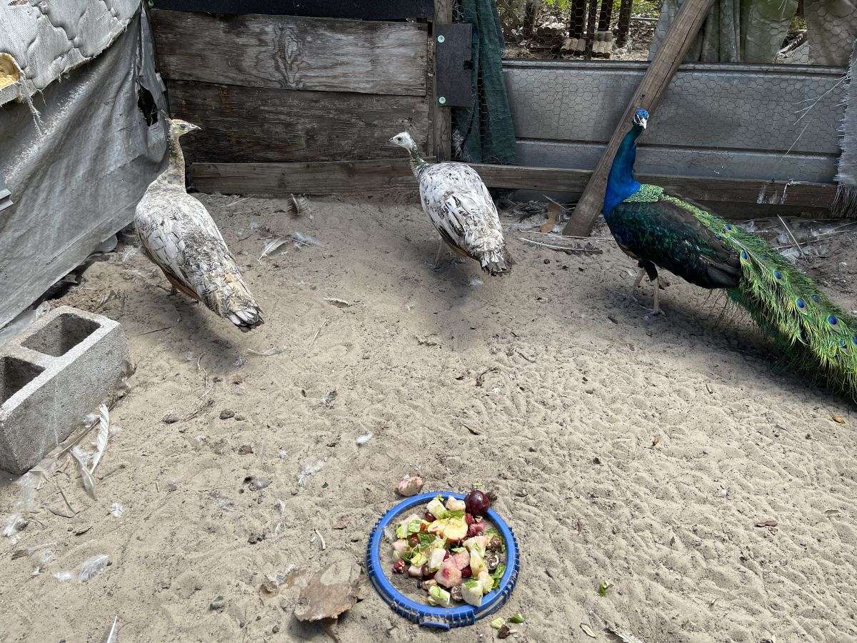 Pied Peacock Pair (Male & Female)