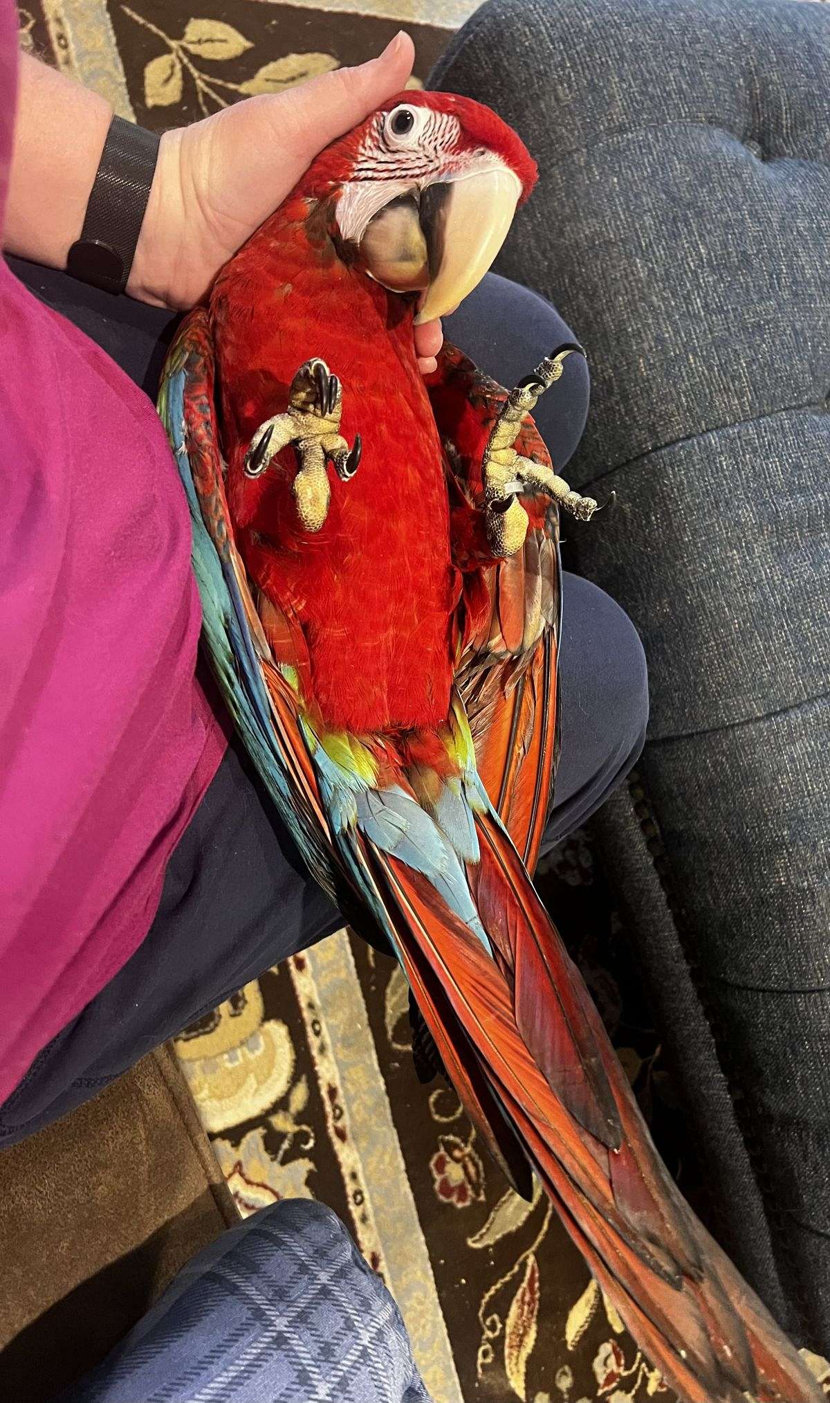 Green wing Macaw Baby