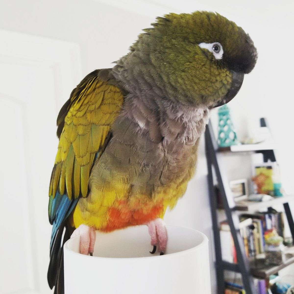 Mature Patagonian Conure