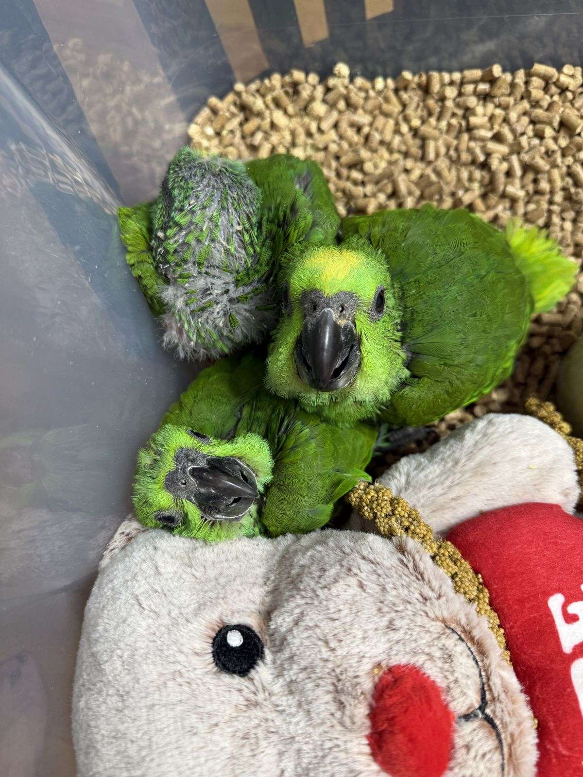 Yellow nape Amazon baby parrot