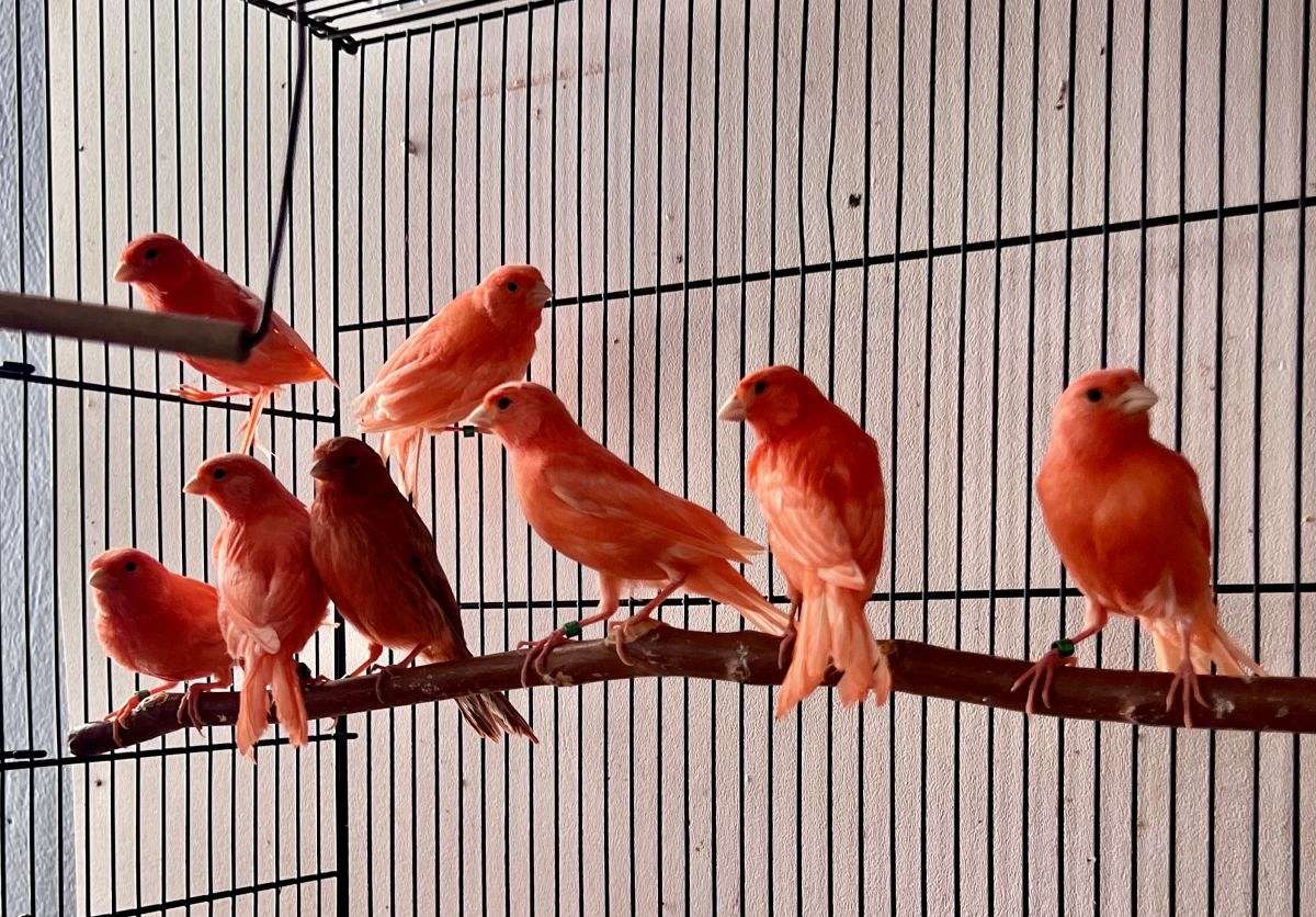 Red Factor Canaries for Sale