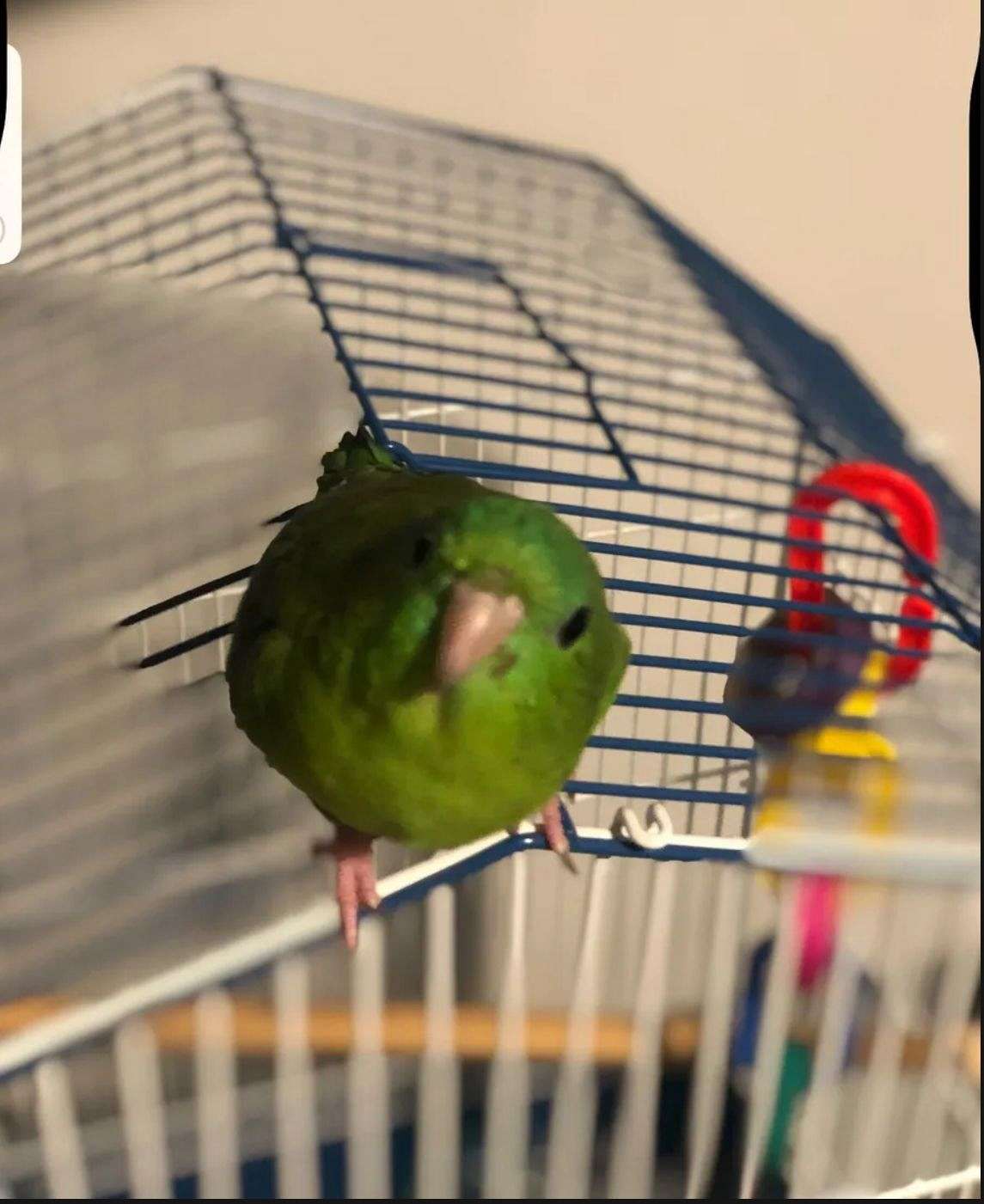 Lineolated Parakeet Available