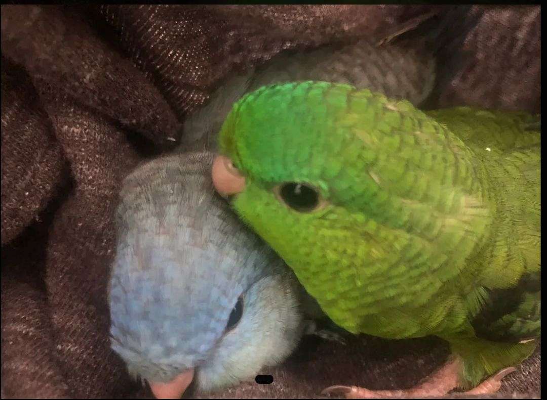 Lineolated Parakeet Available