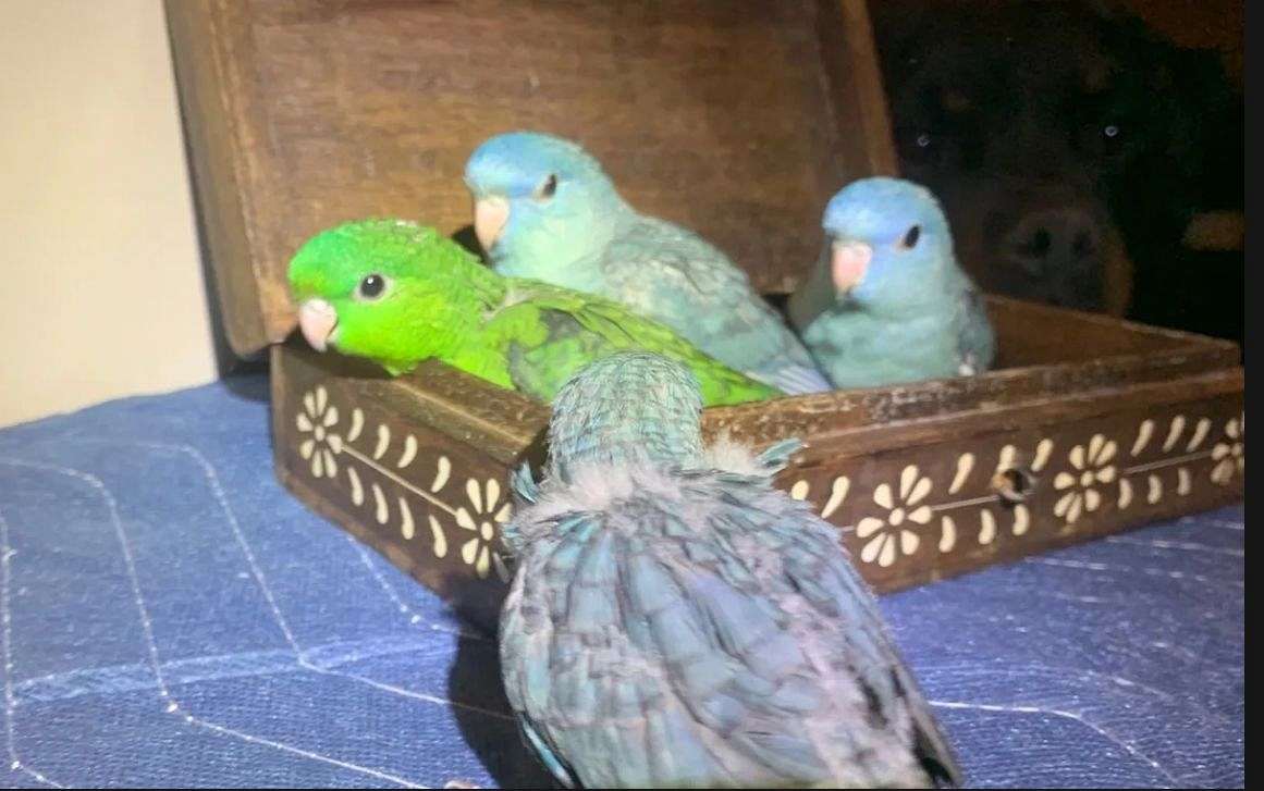 Lineolated Parakeet Available