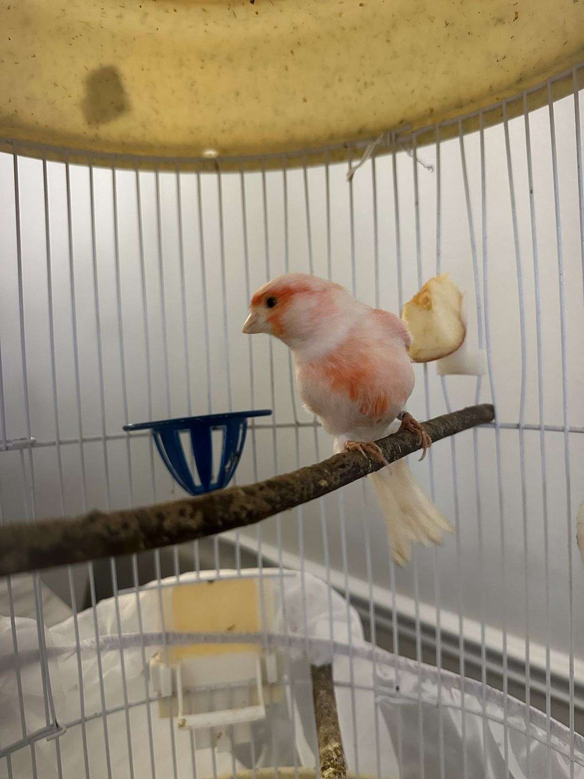 Red factor canary