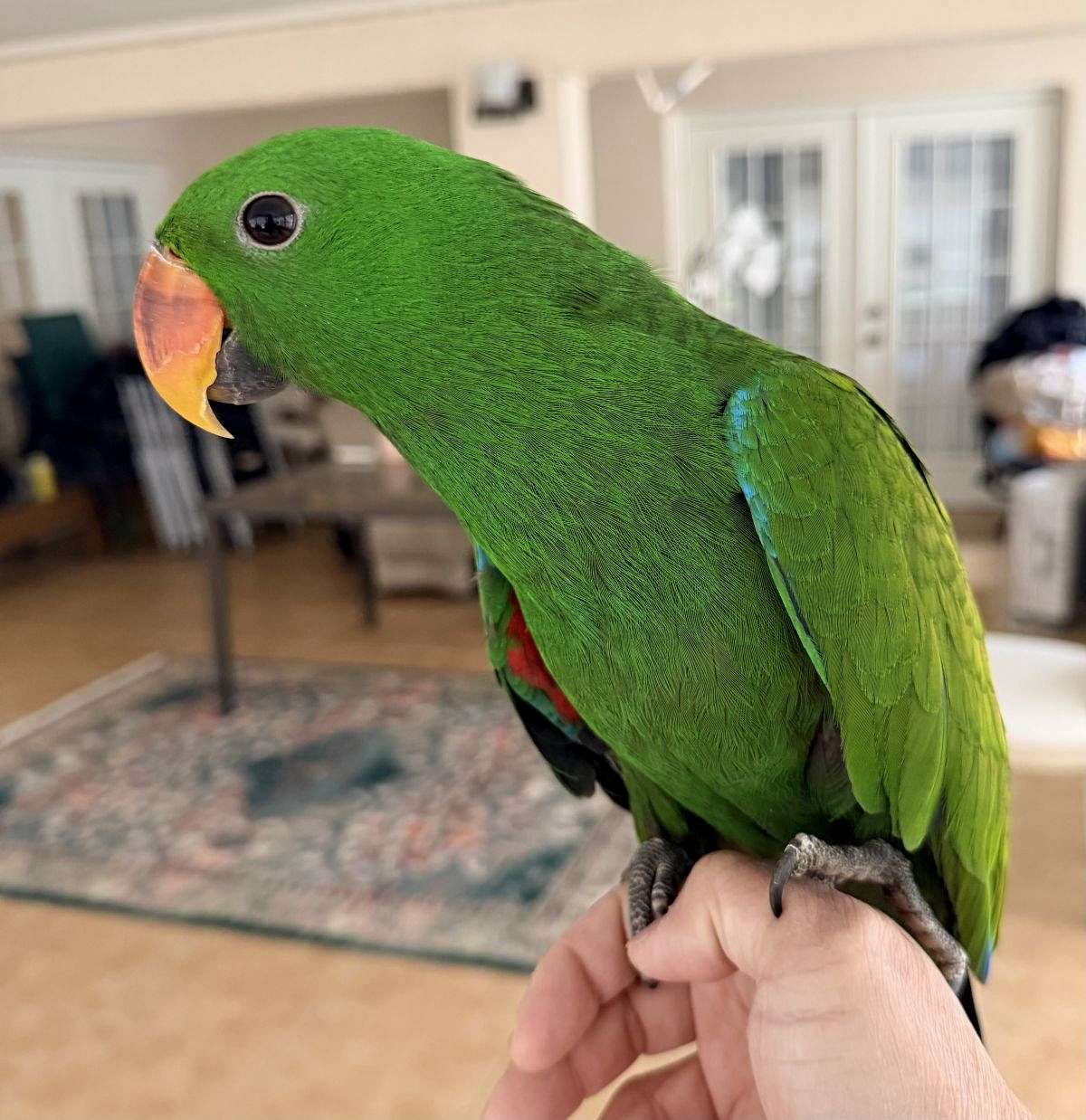 Turquoise conure and white bellied caique